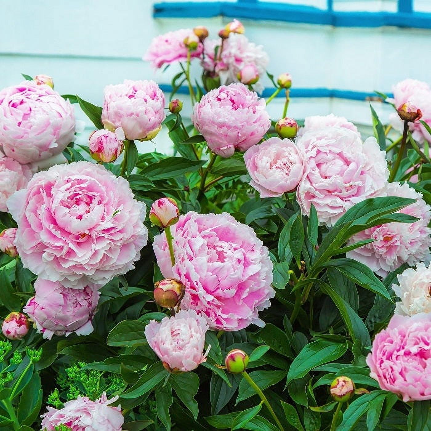 Peony Roots - Myrtle Gentry - 2 Roots - Pink/White Flower Bulbs, Root ...