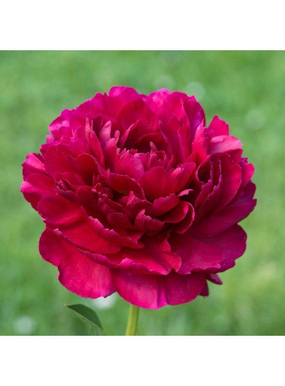 Peony Bulbs in Plant Bulbs - Walmart.com