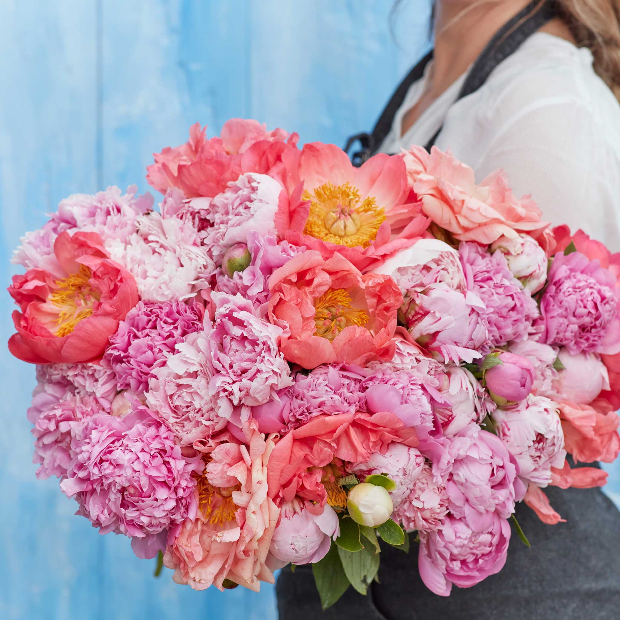 Eden Brothers Peony Roots - Pastel Mix - Walmart.com