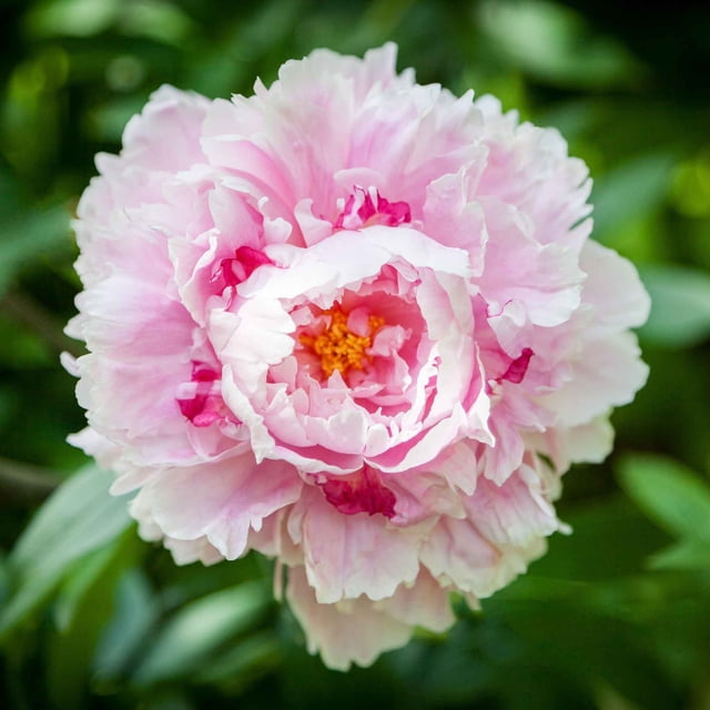 Eden Brothers Peony Roots - Sarah Bernhardt Jumbo - Walmart Business ...