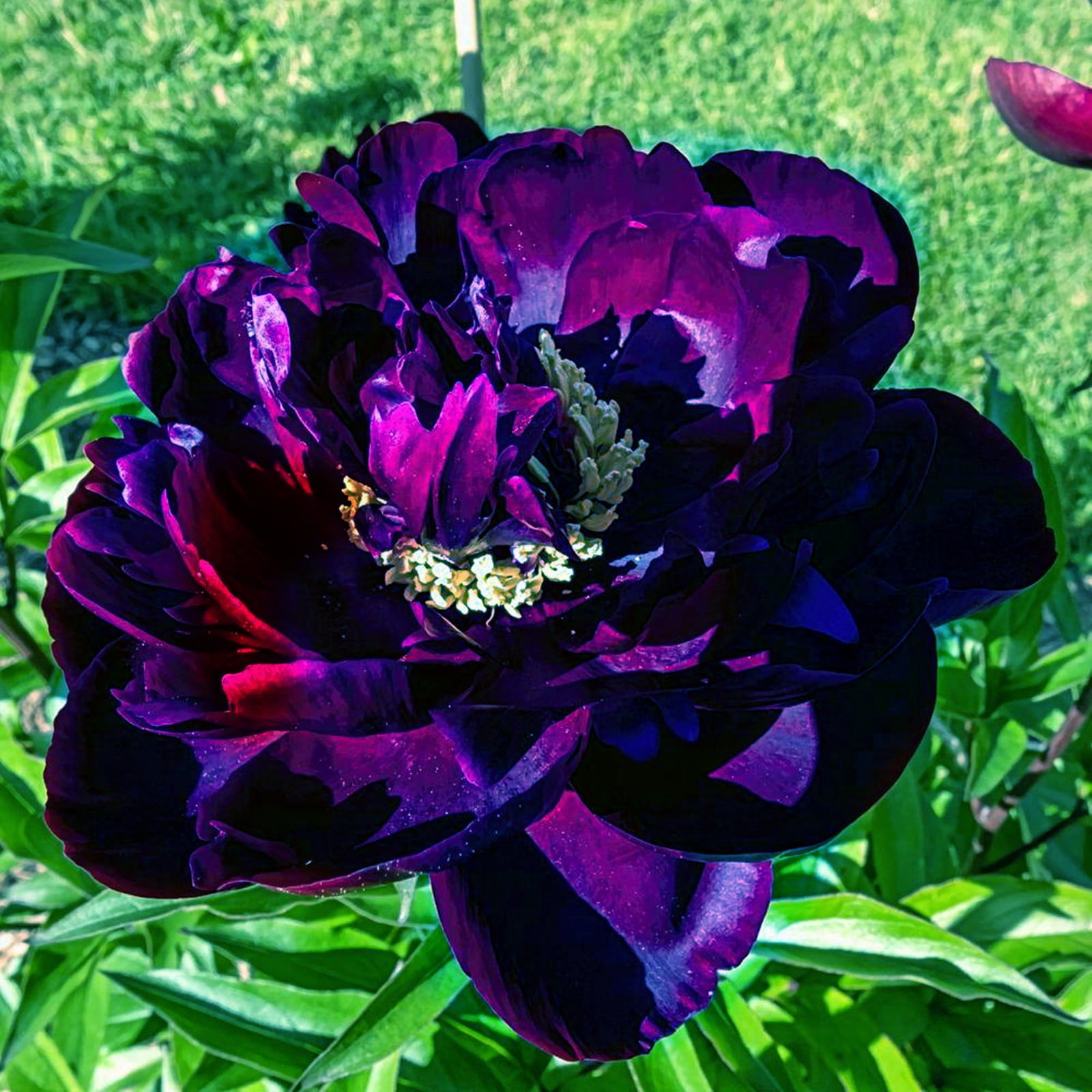 Peony Surprise to Grow Pots to Grow Fall or Spring Indoor or Outdoor ...