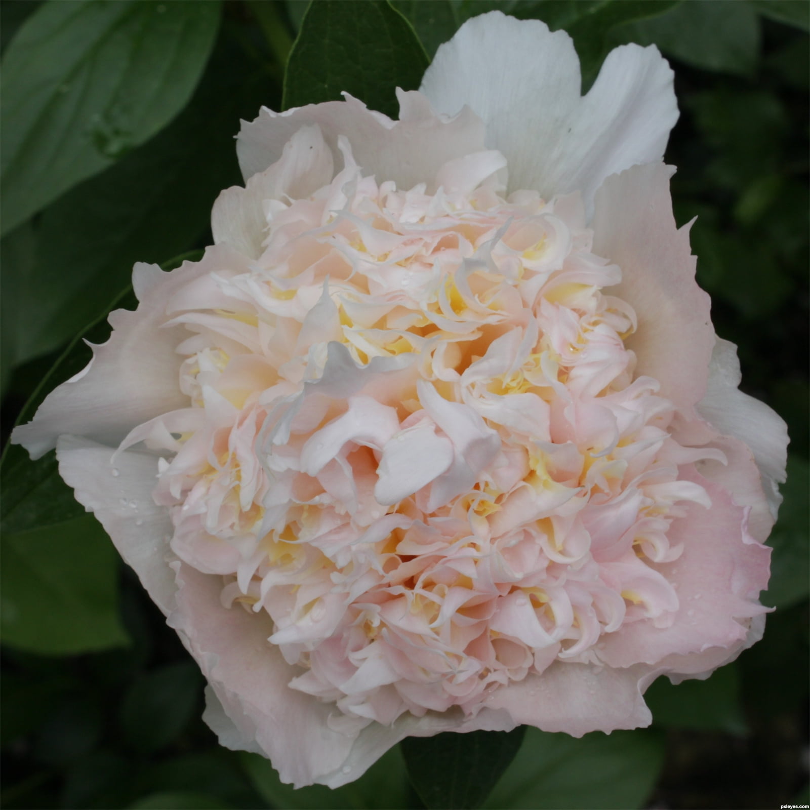 Peony Tubers,Peony Plant,Adapt To Various Environments, Peony Plants ...