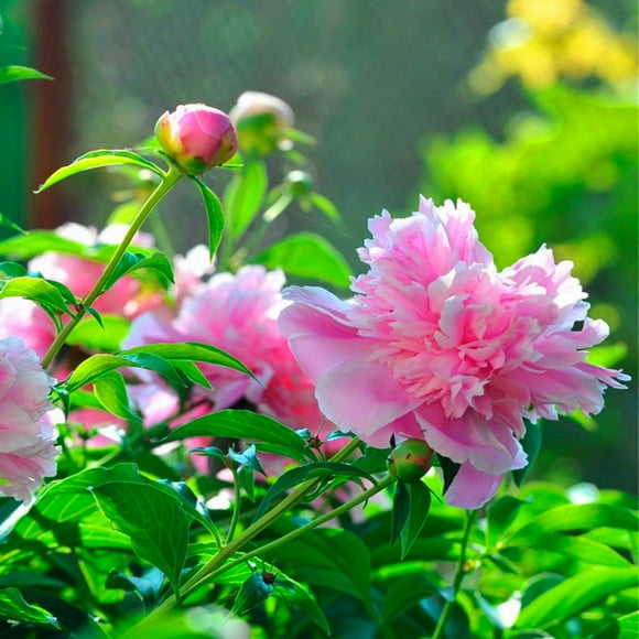 Peony Bulbs in Plant Bulbs - Walmart.com