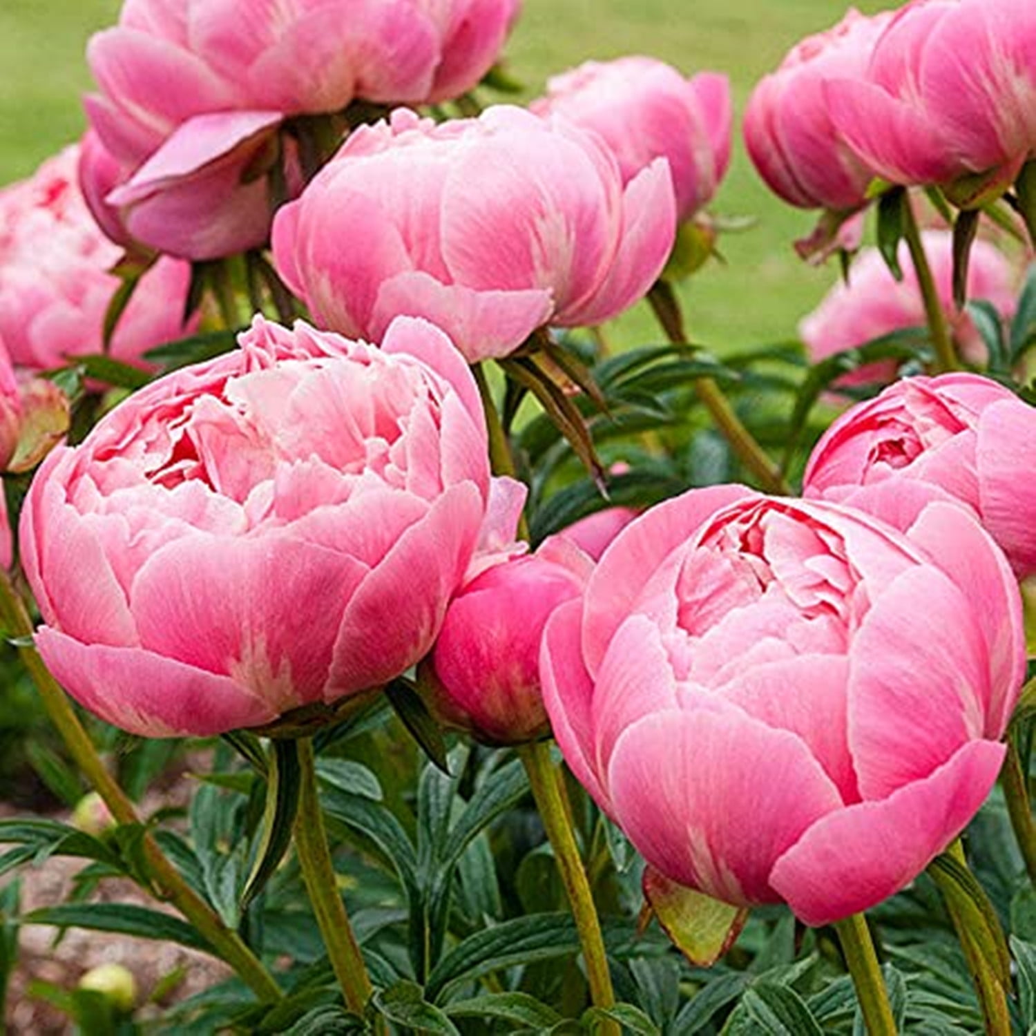 Peony Tubers,Peony Plant,Peony Bulbs, Adapt To Various Environments, Peony Plants Live,Beautiful ...