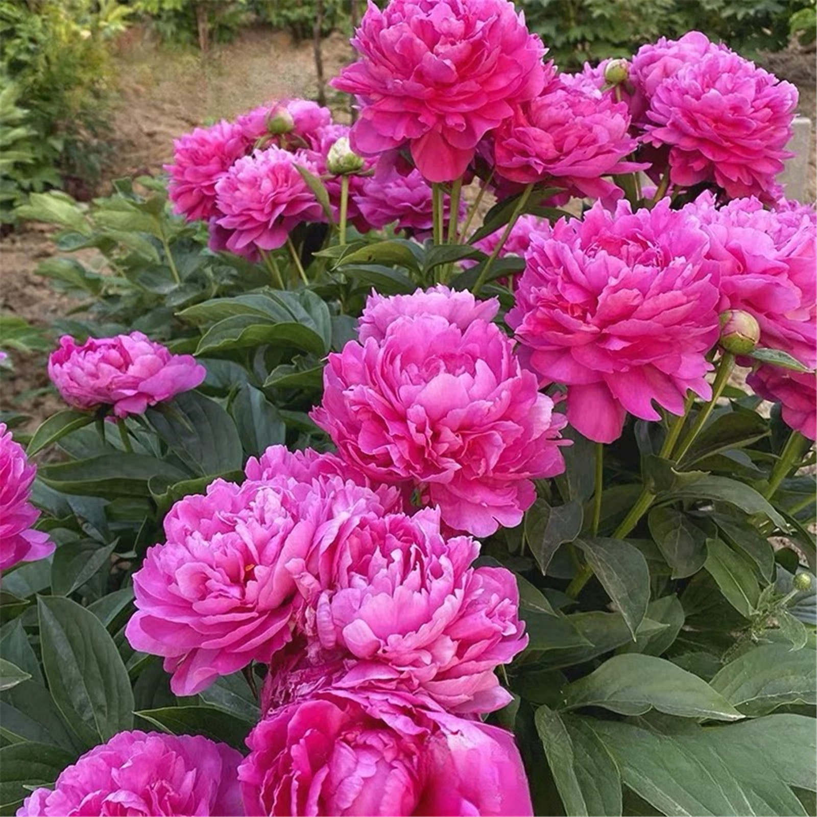 Tulips Bulbs Peony Bulbs For Planting Now UK - 2 Large Hardy Perennial ...