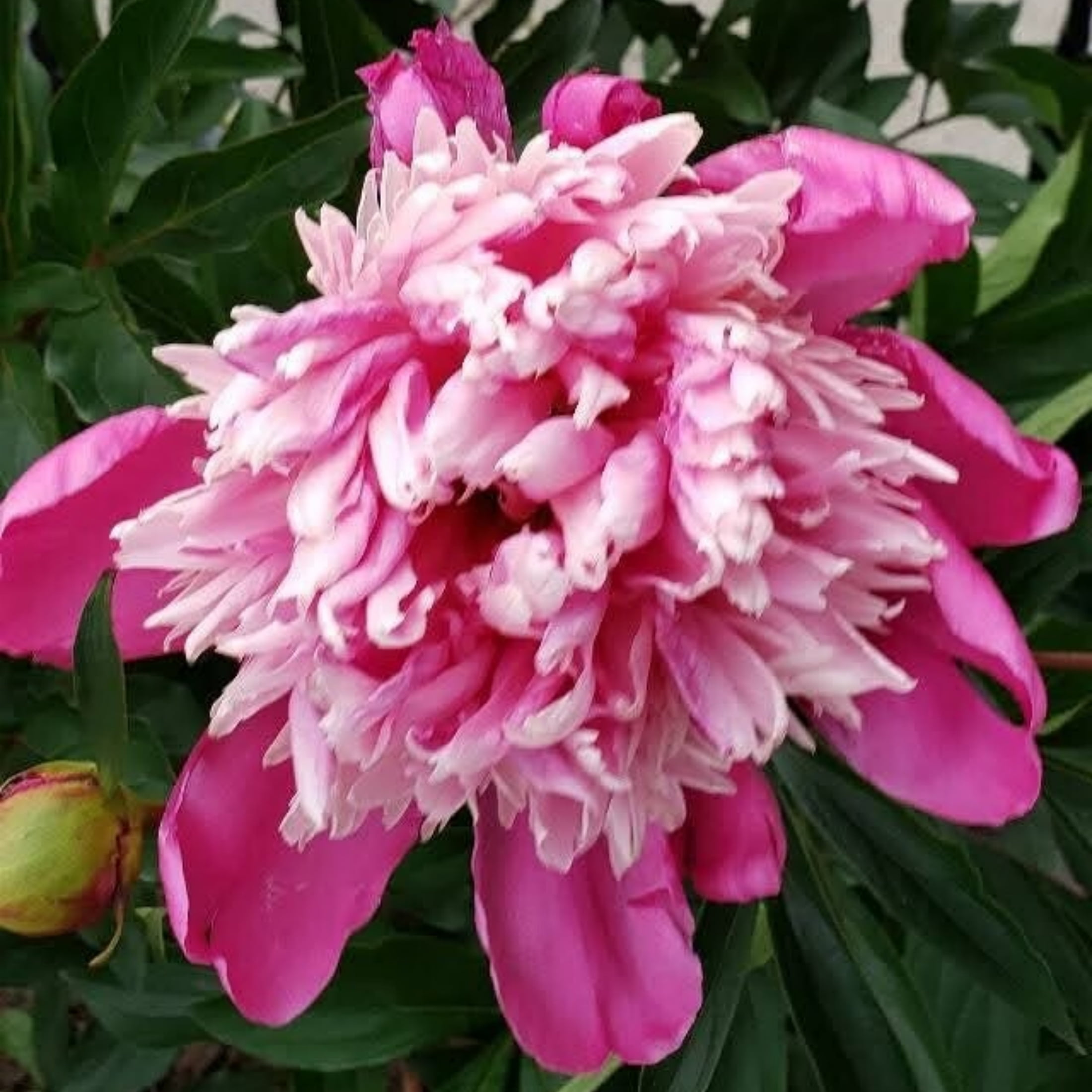 Peony flower viewing series, bright colors, suitable for gardening ...