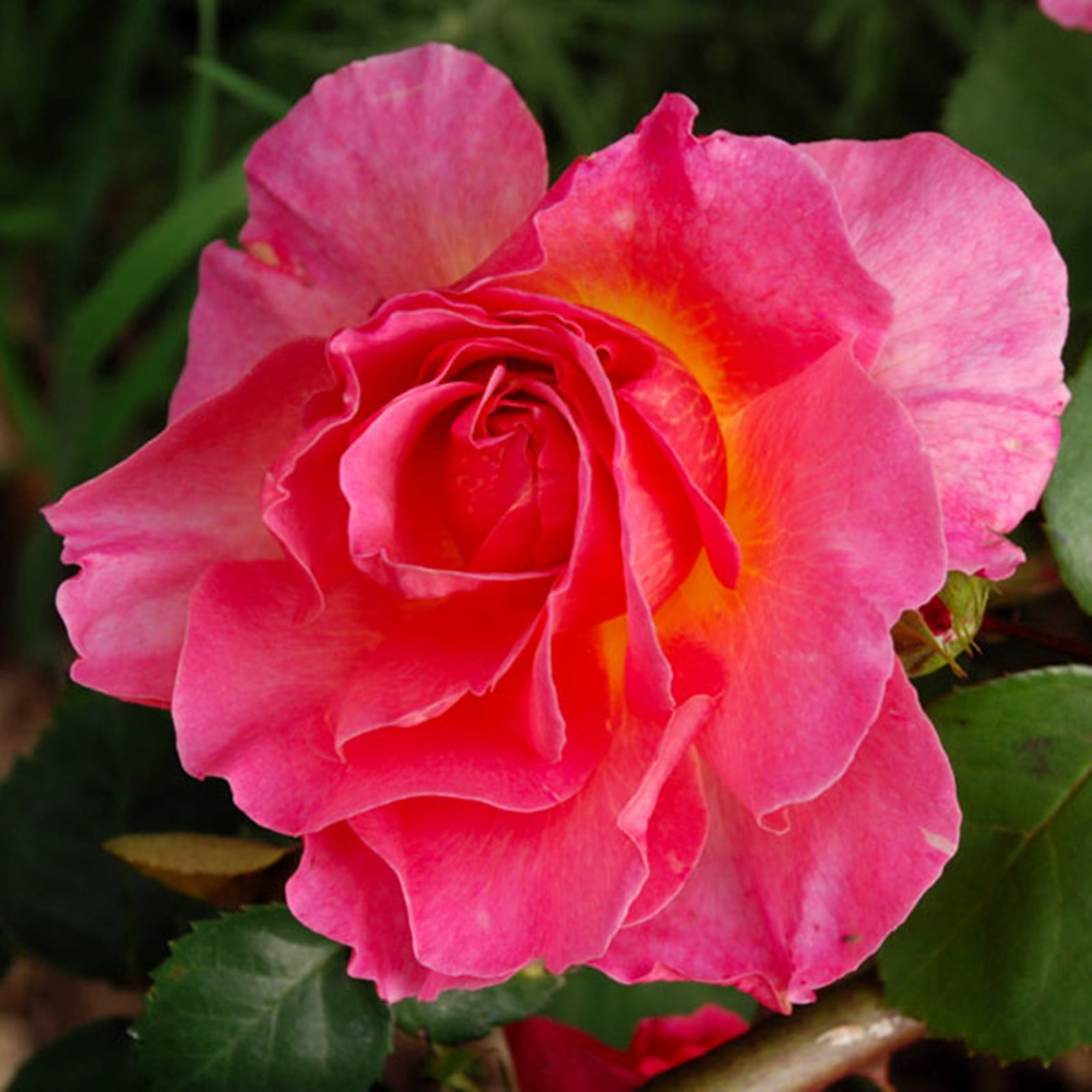 Peony plant, Beautiful holiday decorations, Blooms - Easy Care, No ...