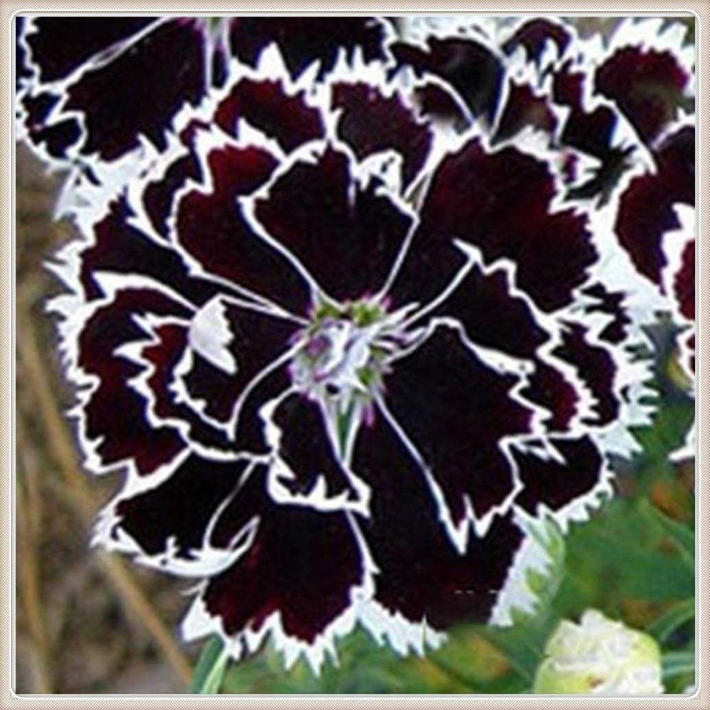 Peony plant, - Beautiful holiday decorations， Blooms - Easy Care, - No ...