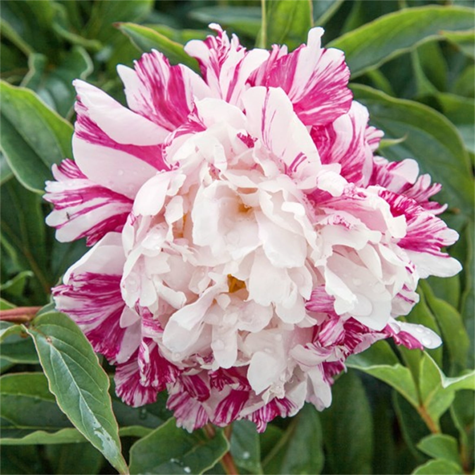 Peony plant, Beautiful holiday decorations, Blooms, Easy Care ...