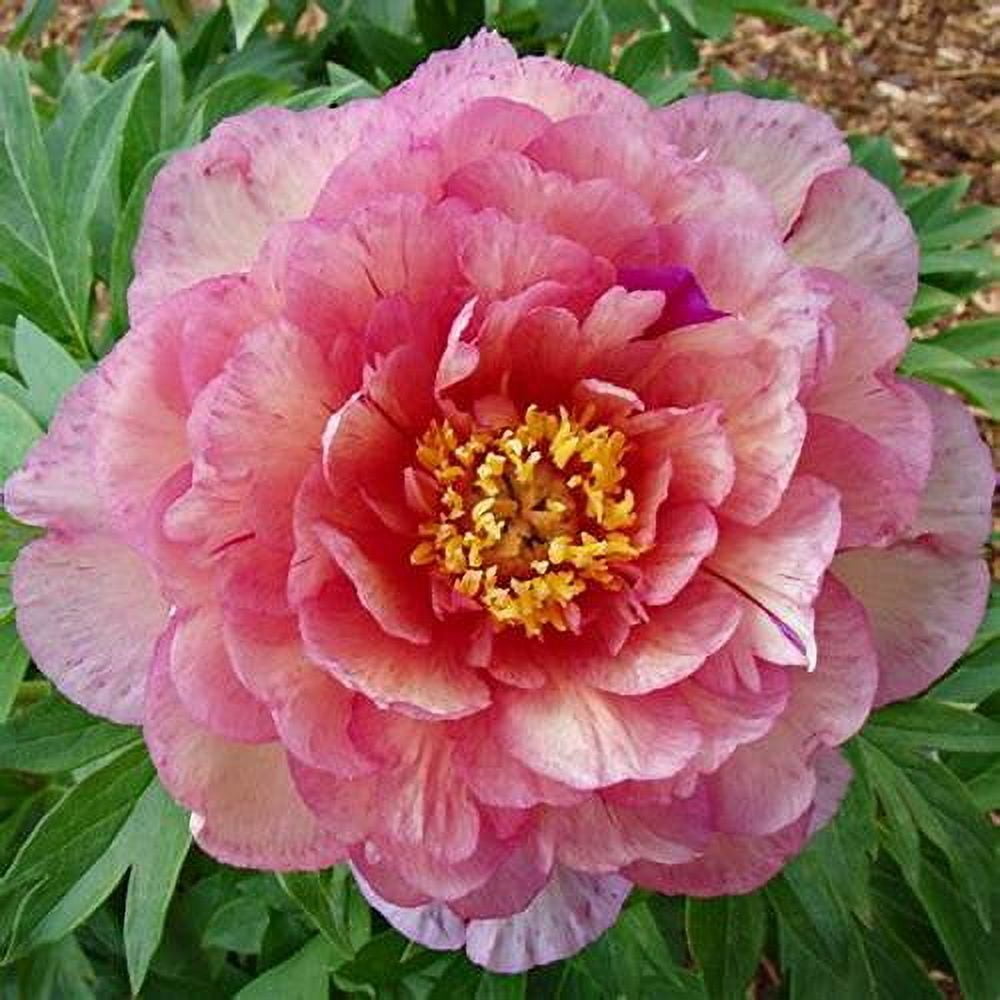 Peony plant, large flowers, easy to grow ornamental flowers - Walmart.com