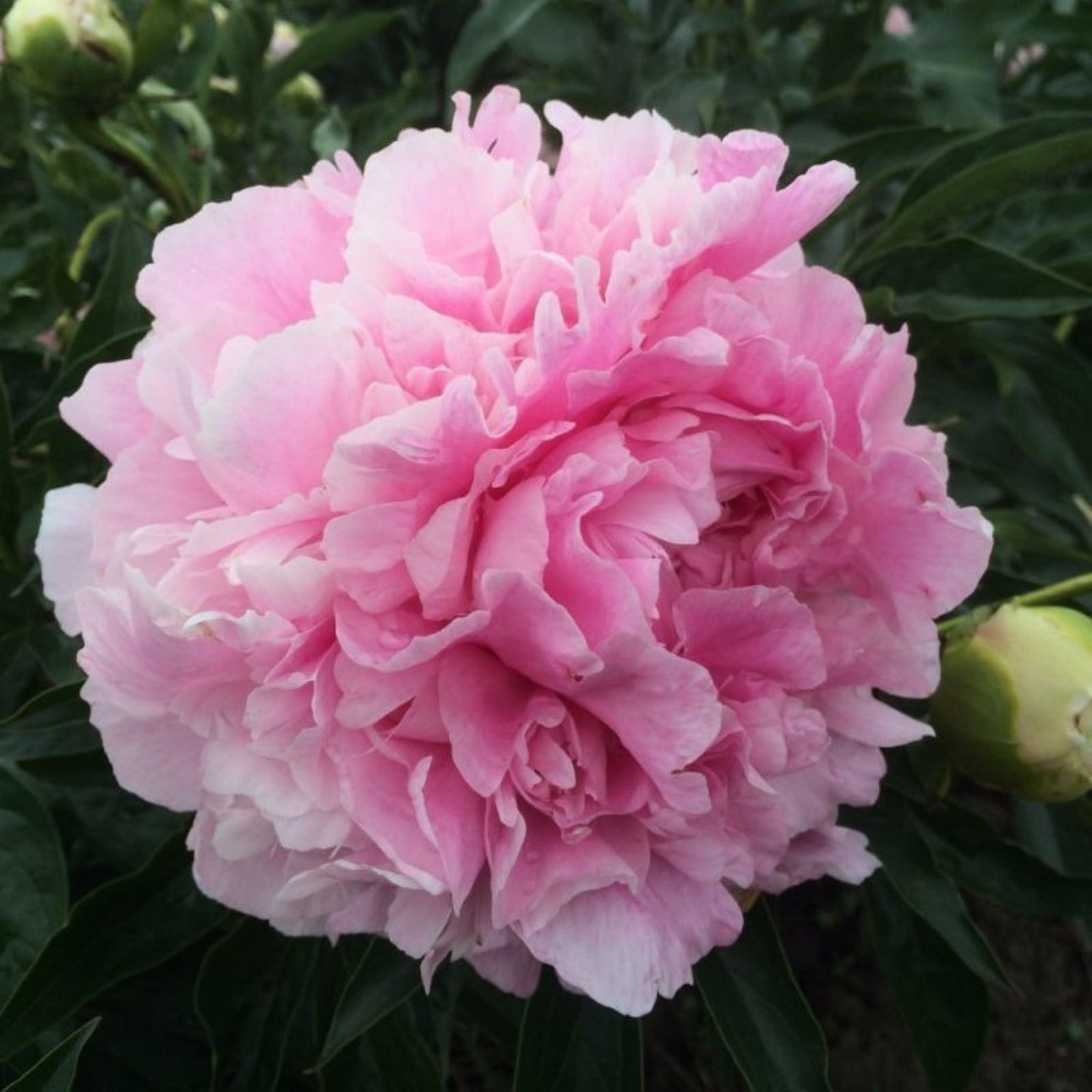 Peony plants garden ready,Garden Decoration ,Peony for planting ,Cut ...