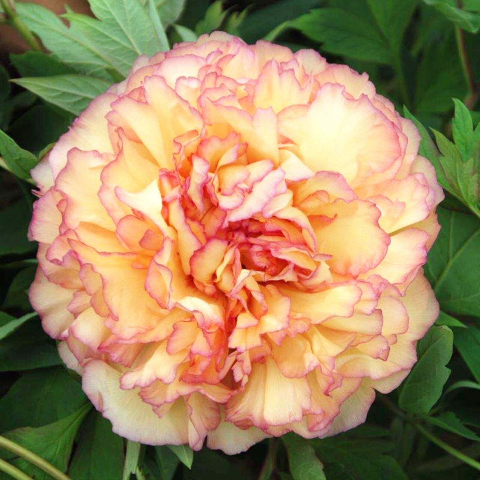 Peony plants garden ready,Garden Decoration ,Peony for planting ,Cut ...