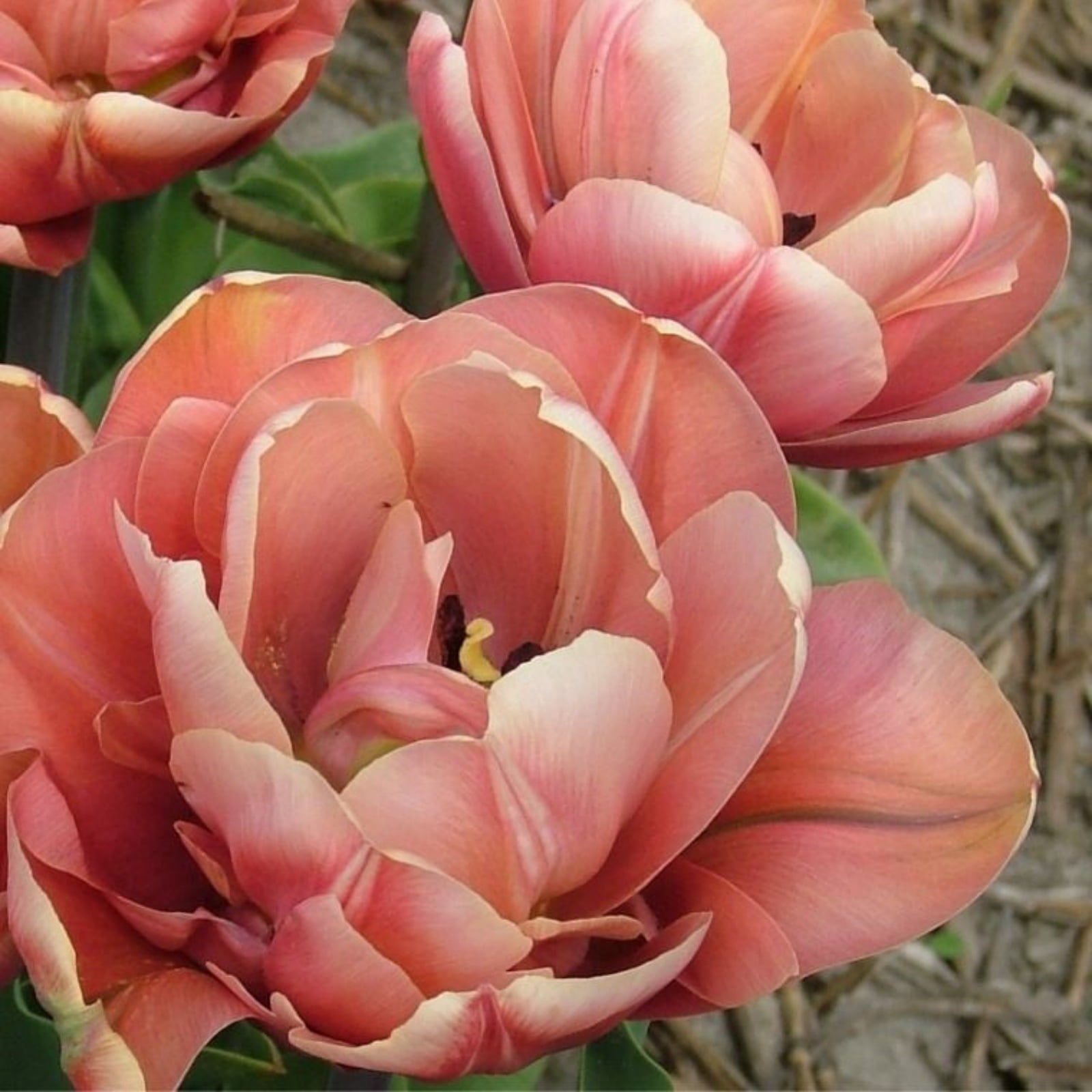 Peony plants garden ready,Peony for planting , Perennial,Garden ...