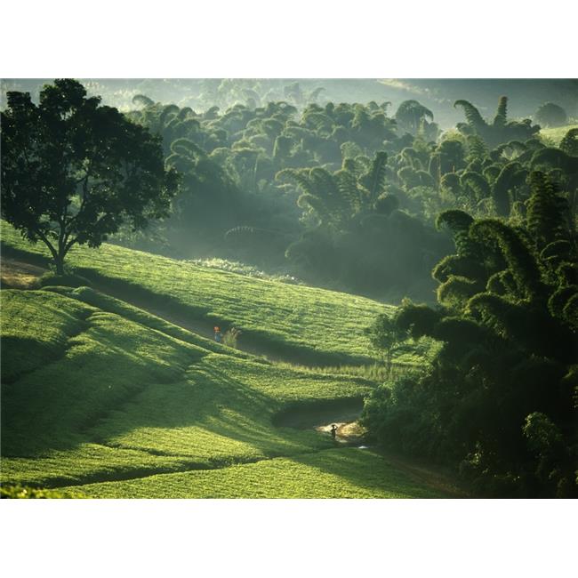 People Walking Through Lujeri Tea Estate At Dawn Past Bamboo Beneath Mt ...