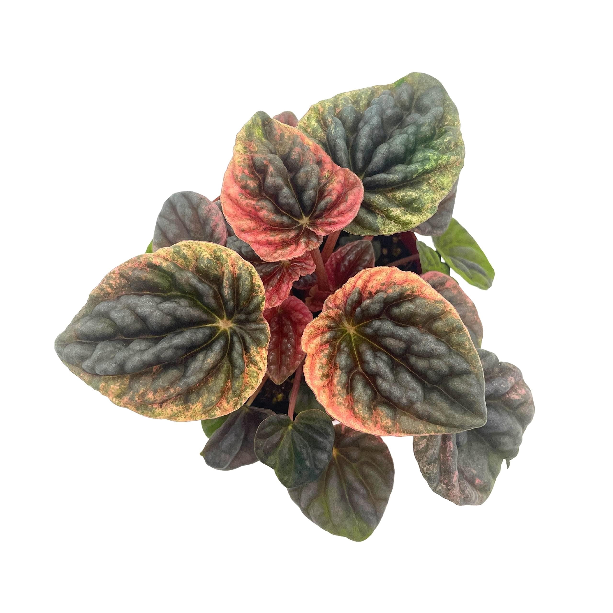 Peperomia Abricos, 4 inch, Rare Pep Caperata, Exotic House Plant ...