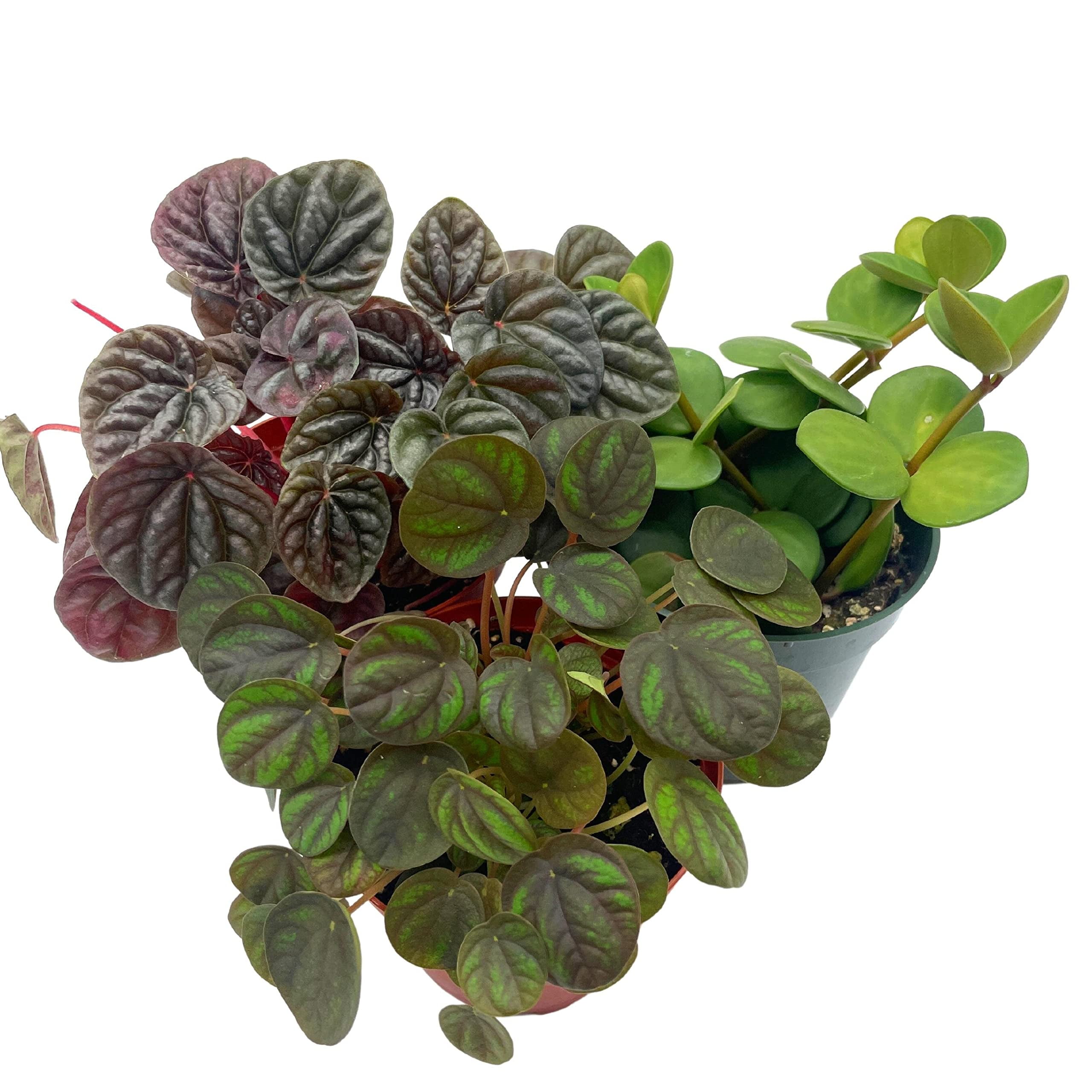 Peperomia Assortment Set, 4 inch pots, Set of 3, Watermelon, Marble ...