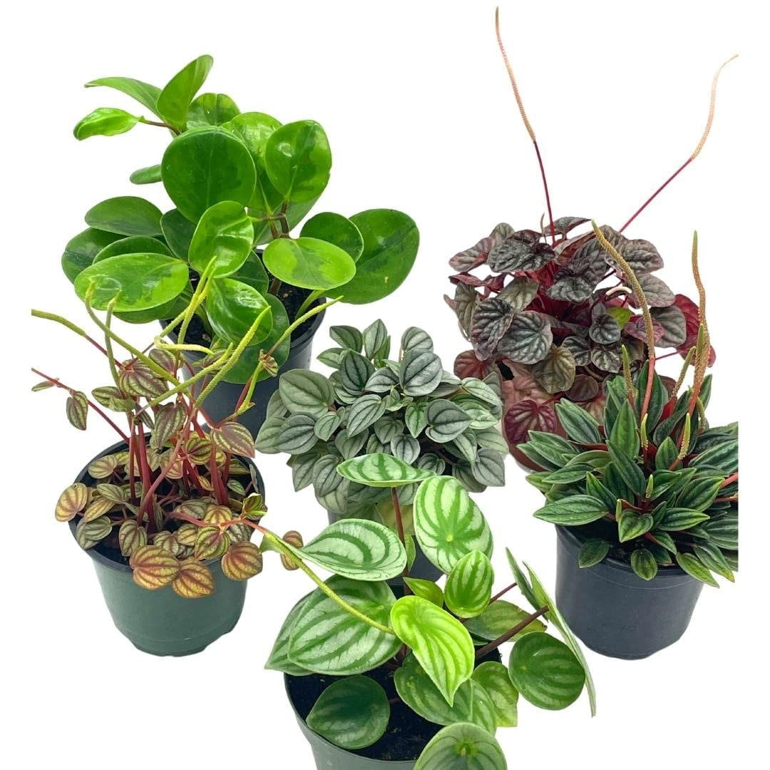 Peperomia Assortment Set, 4 inch pots, Watermelon, Marble, Ripple ...