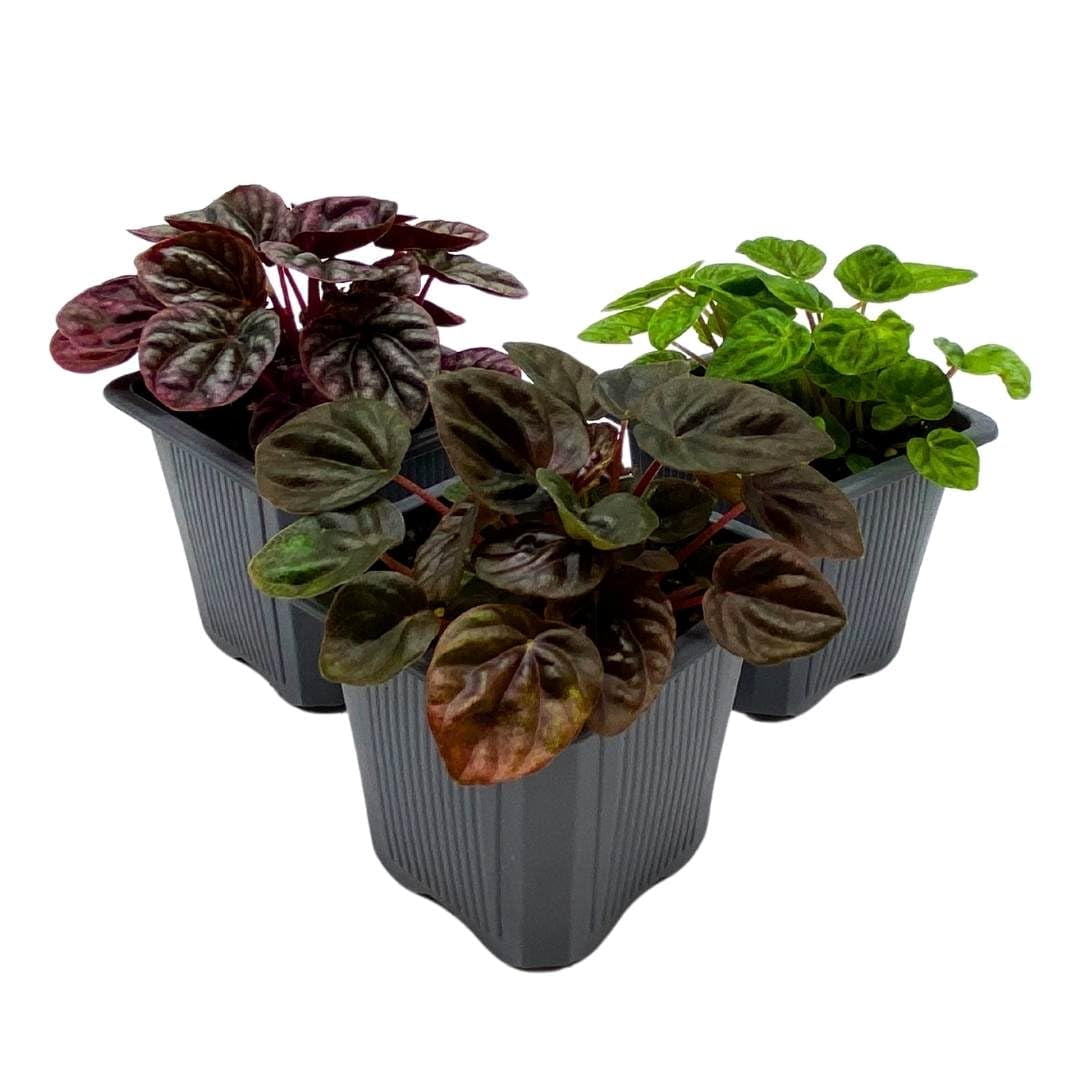 Peperomia Assortment Set of 3 in 3 inch pots Growers Choice Colorful ...