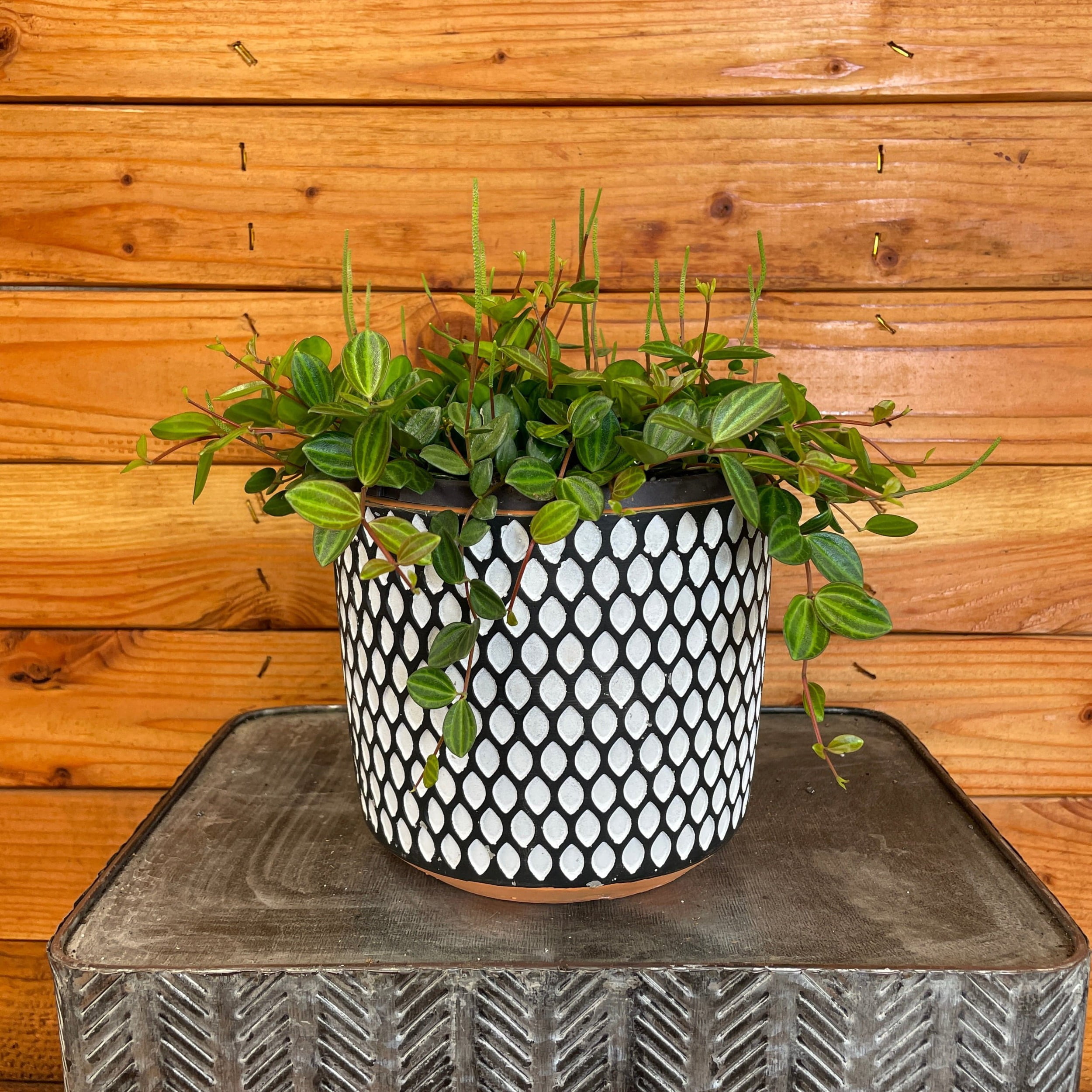 Peperomia Beetle, 6" Plant, The Plant Farm - Walmart.com