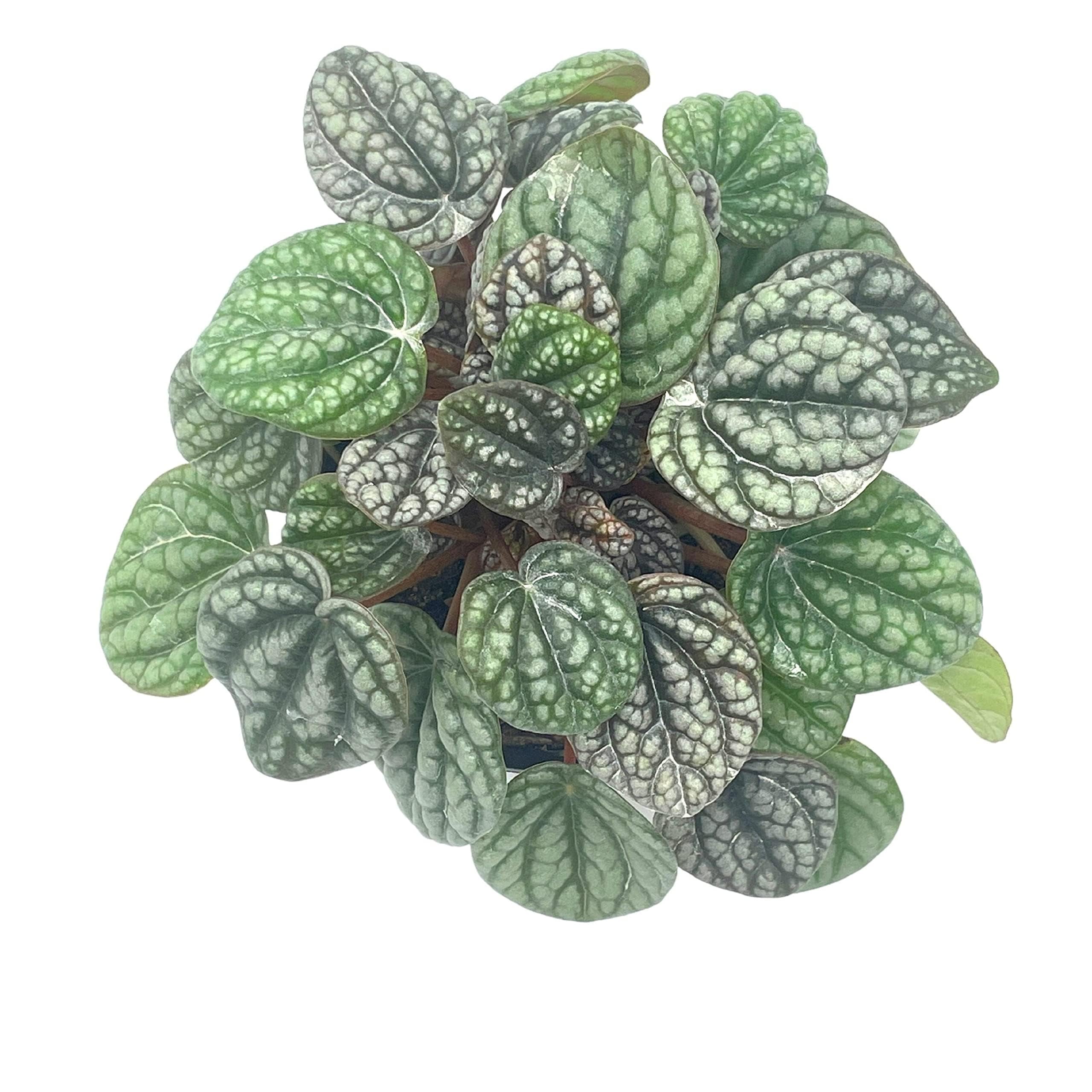 Peperomia Burbella, 4 inch, Rare Caperata Pep, Radiator Plant, Indoor ...
