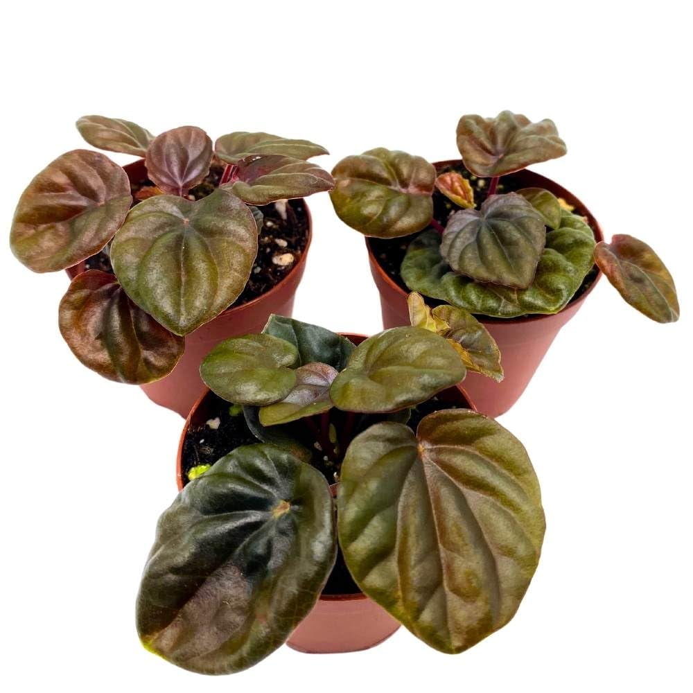Peperomia Chocolate, 2 inch Set of 3, Brown Rare Emerald Ripple Pep ...