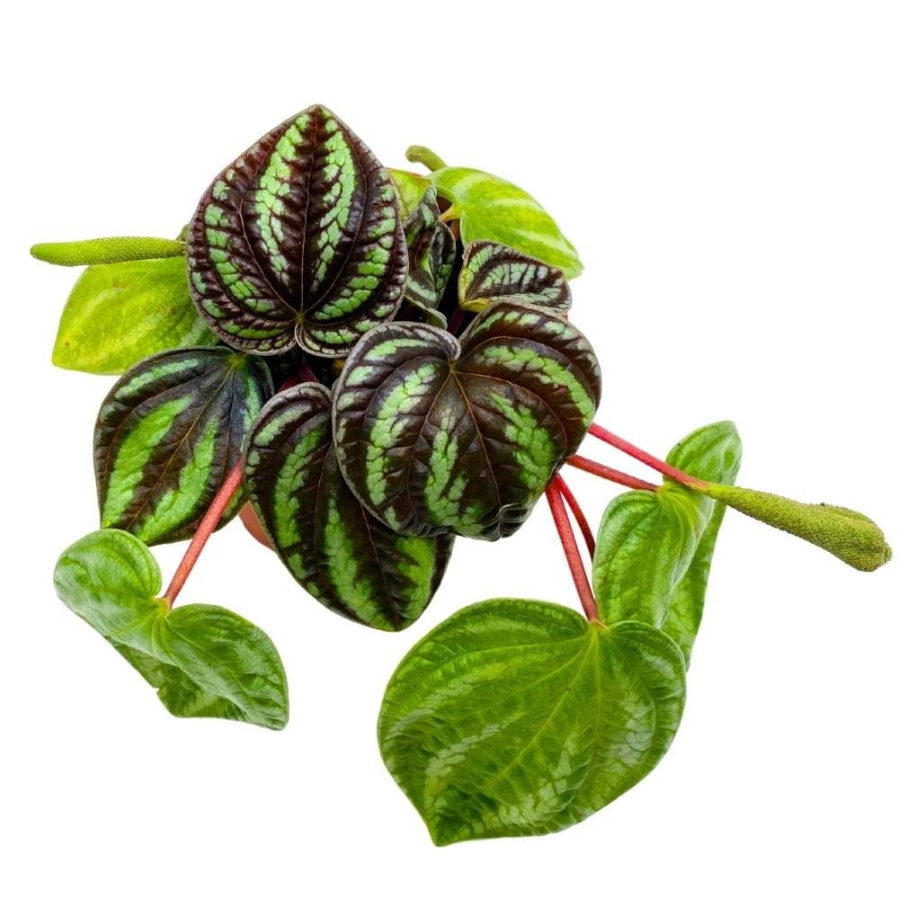 BubbleBlooms Harmony's Peperomia Dragon Skin, 4 inch, Rare Pep, Exotic ...