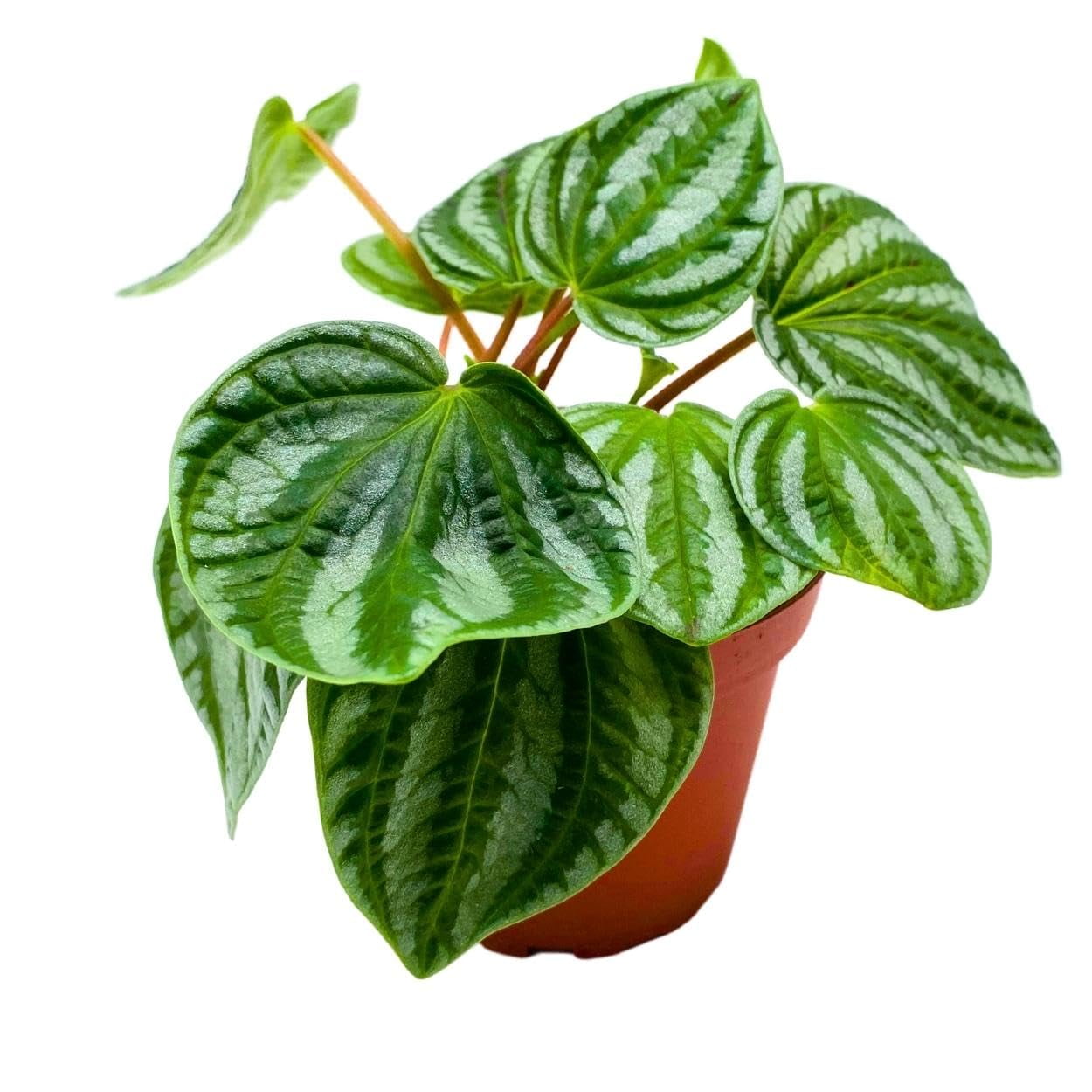 Peperomia Dragon Skin, Rare 4 inch - Walmart.com