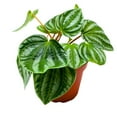 Peperomia Dragon Skin, Rare 4 inch - Walmart.com