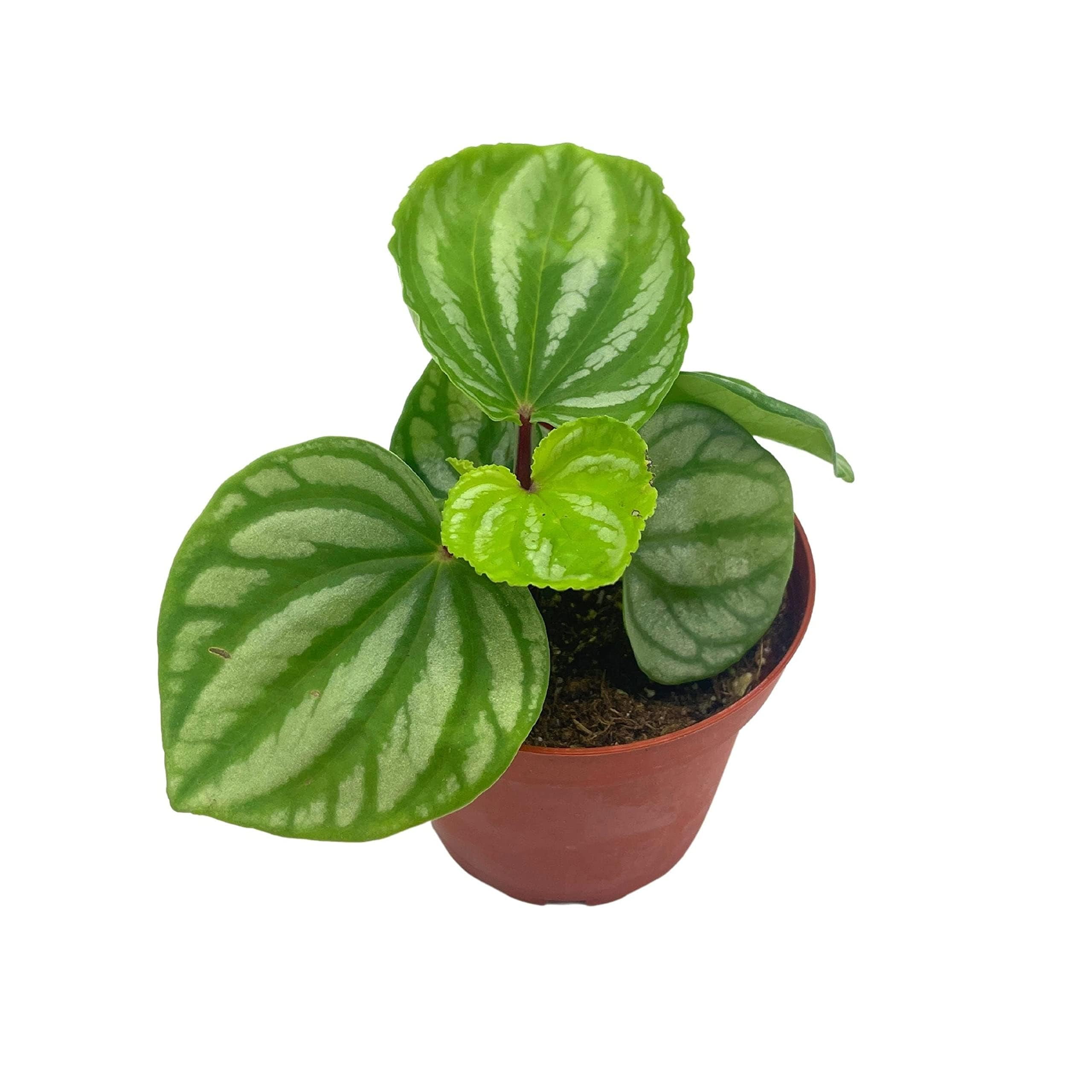 Peperomia Ecuador, 4 inch, Rare Pep Argyreia, Exotic House Plant ...