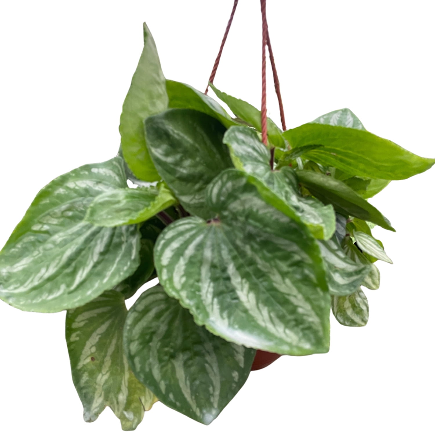 Peperomia Ecuador, 6" Pot, Indoor Houseplant, Easy Care, Live Plant for ...