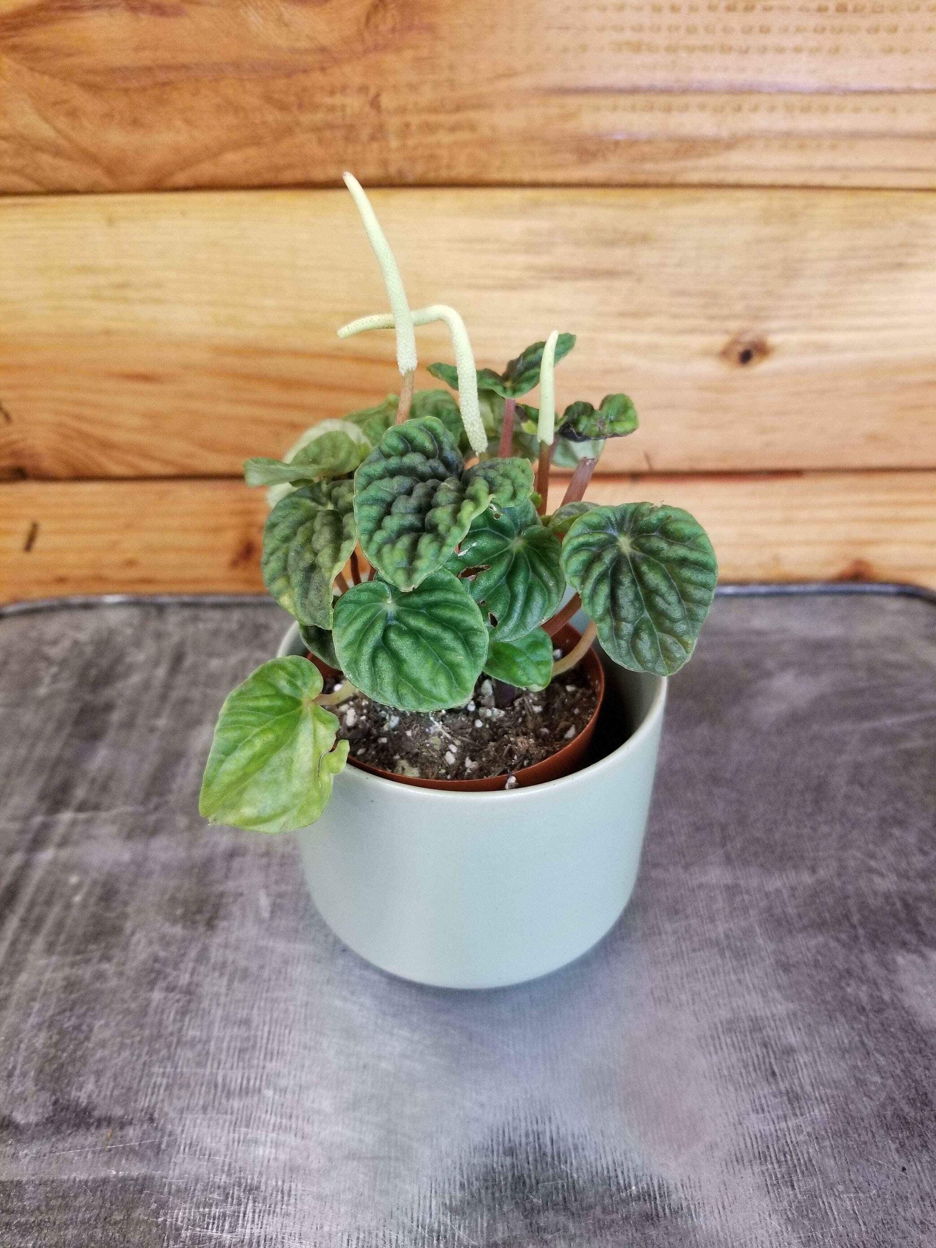 Peperomia Emerald Ripple, 2" Plant - Walmart.com
