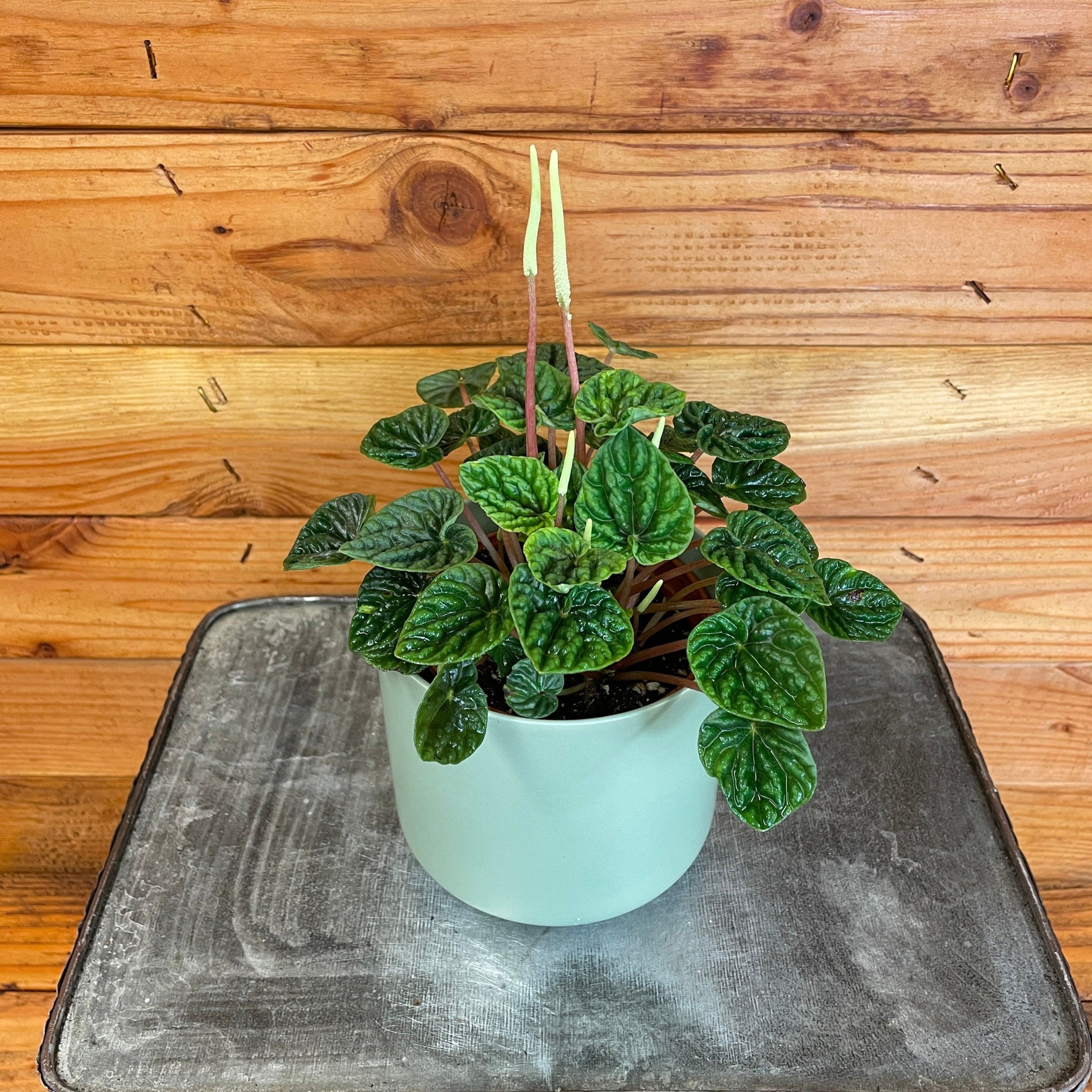 Peperomia Emerald Ripple, 4" Plant, The Plant Farm - Walmart.com