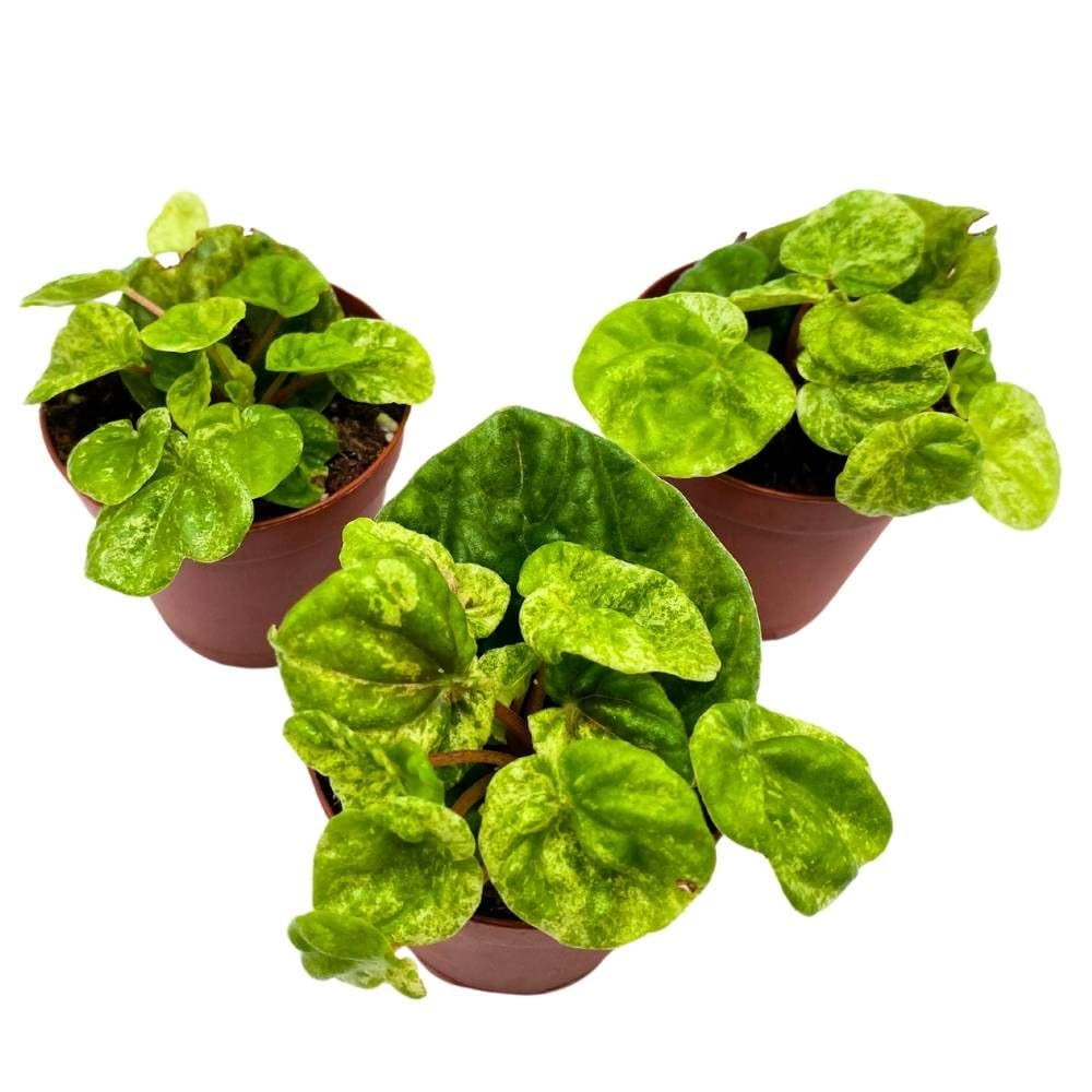 Peperomia Freckles, 2 inch Set of 3, Variegated Green Ripple Pep ...