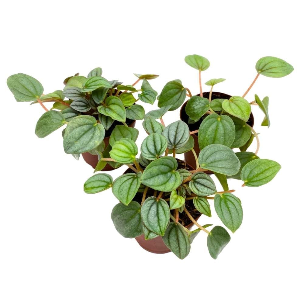 Peperomia Frost, 2 inch Set of 3, Ripple Caperata Tiny Mini Pixie ...