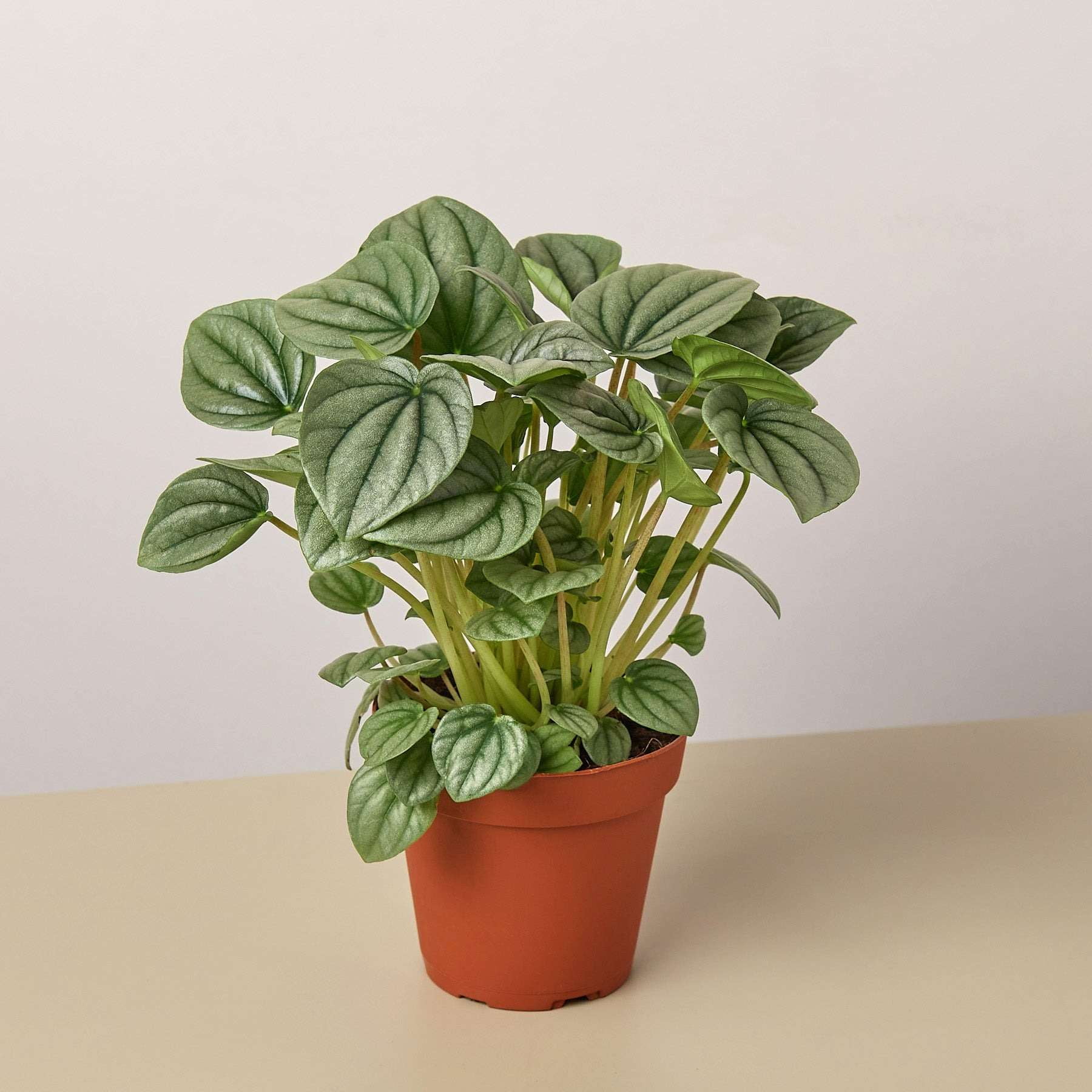 Peperomia Frost Live Plant for Indoor | Different Houseplants in 4 ...
