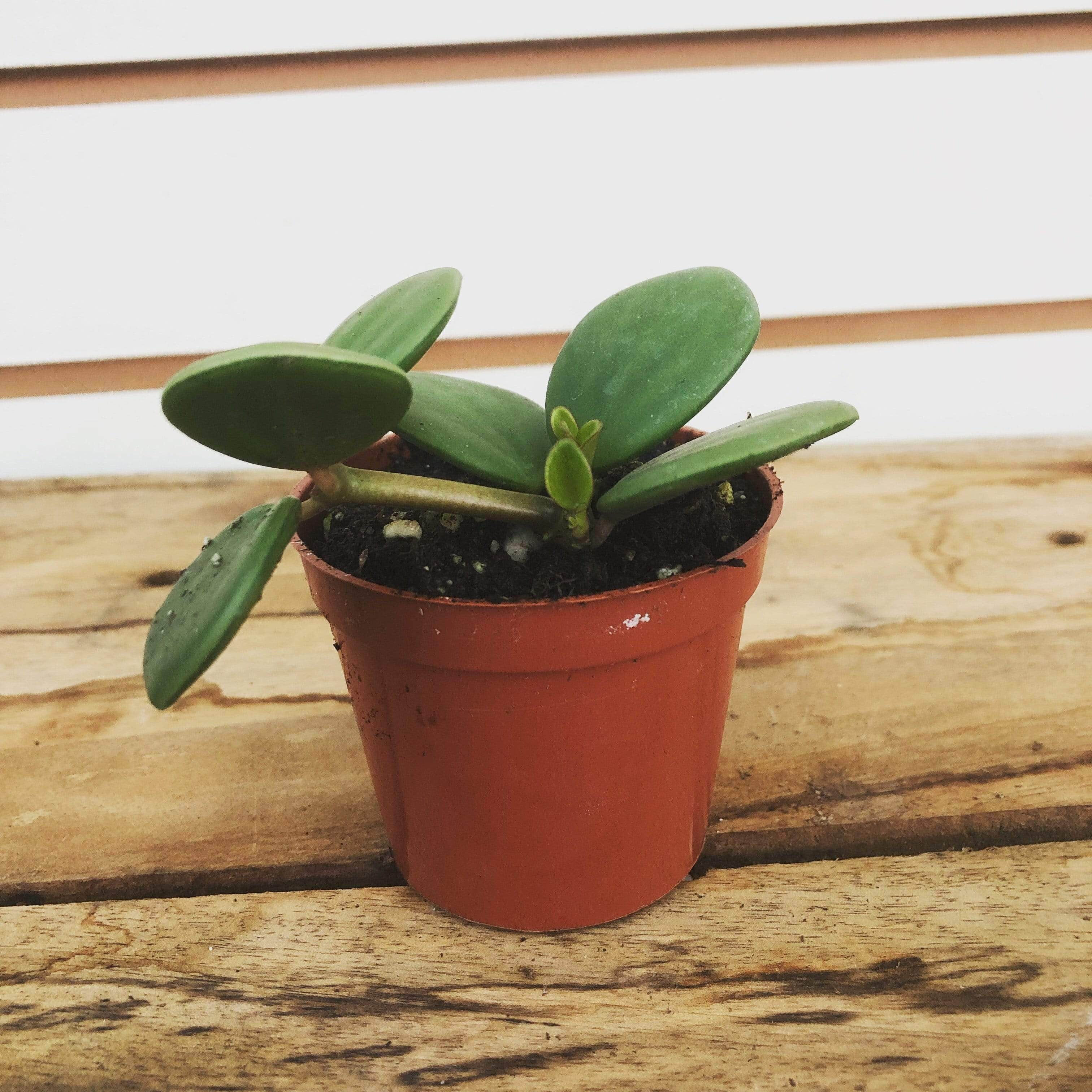 Peperomia Hope, 2" Plant, The Plant Farm - Walmart.com