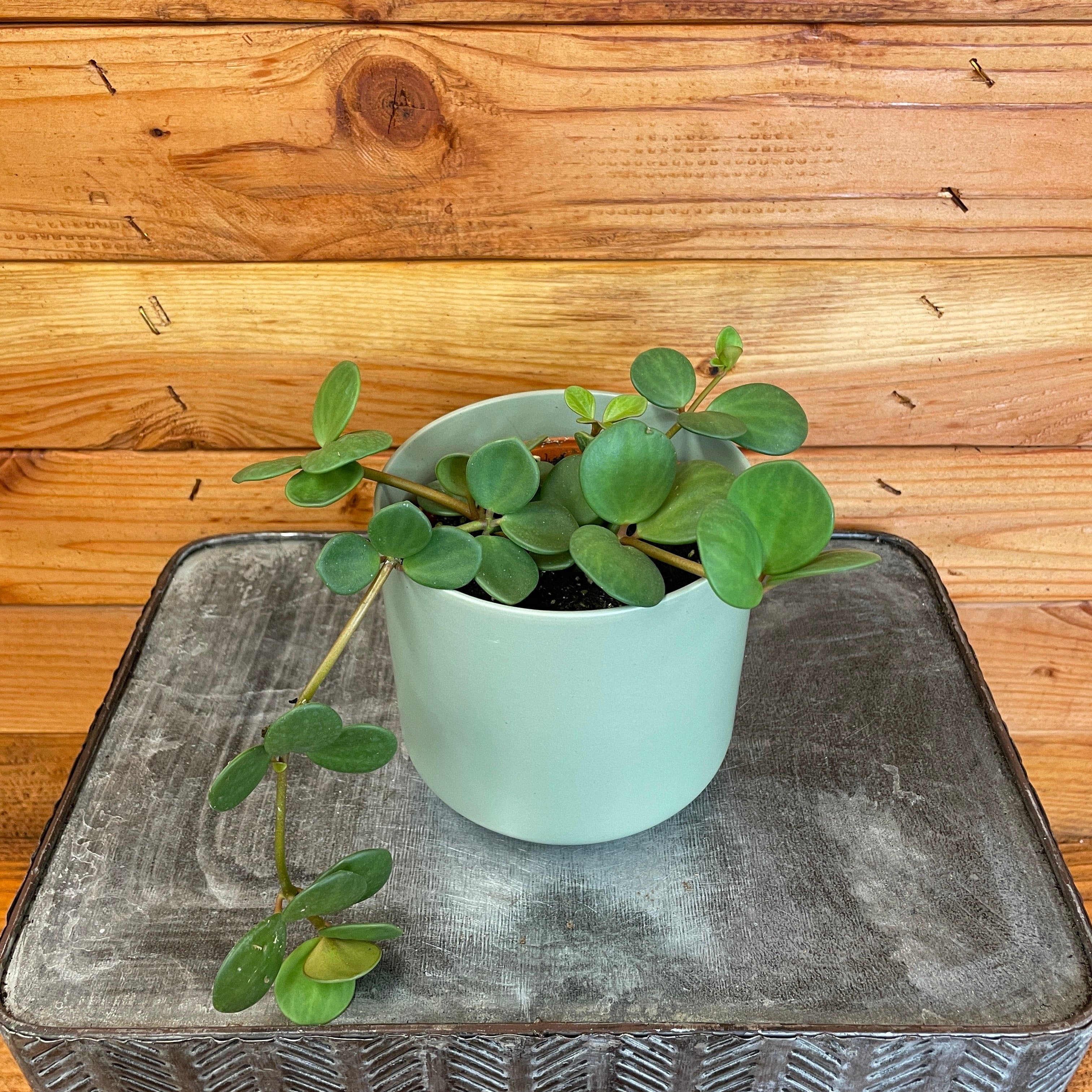 Peperomia Hope, 4" Plant - Walmart.com