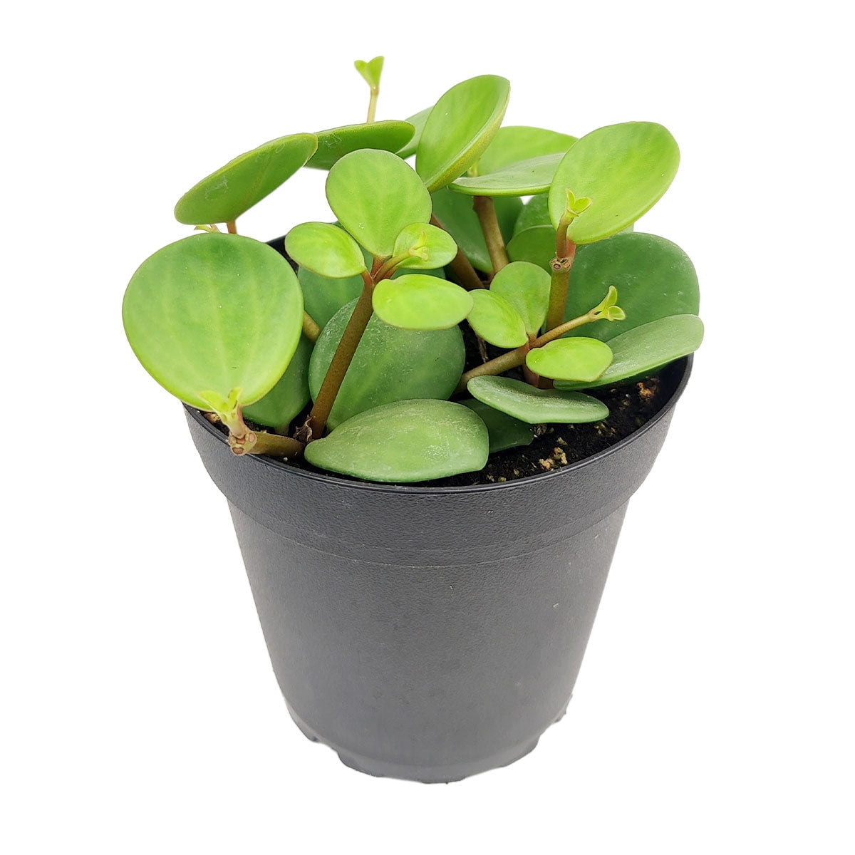 Peperomia Hope (4" + Plastic Pot) - Trailing Air-purifying Houseplant ...