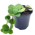 Peperomia Hope, Peperomia rotundifolia, pecuniifolia in a 4 inch Pot ...