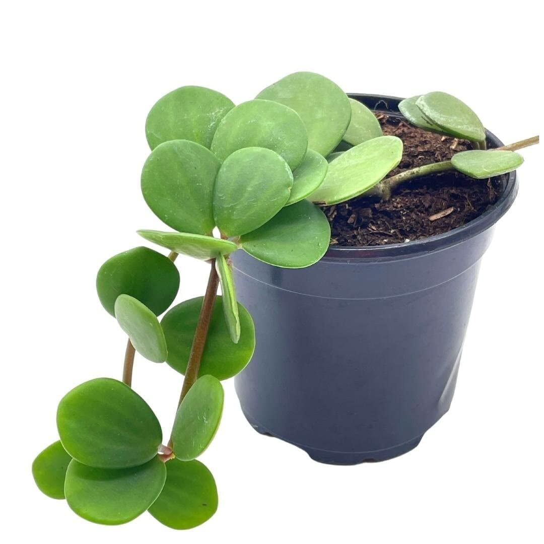 Peperomia Hope, Peperomia rotundifolia, pecuniifolia in a 4 inch Pot ...