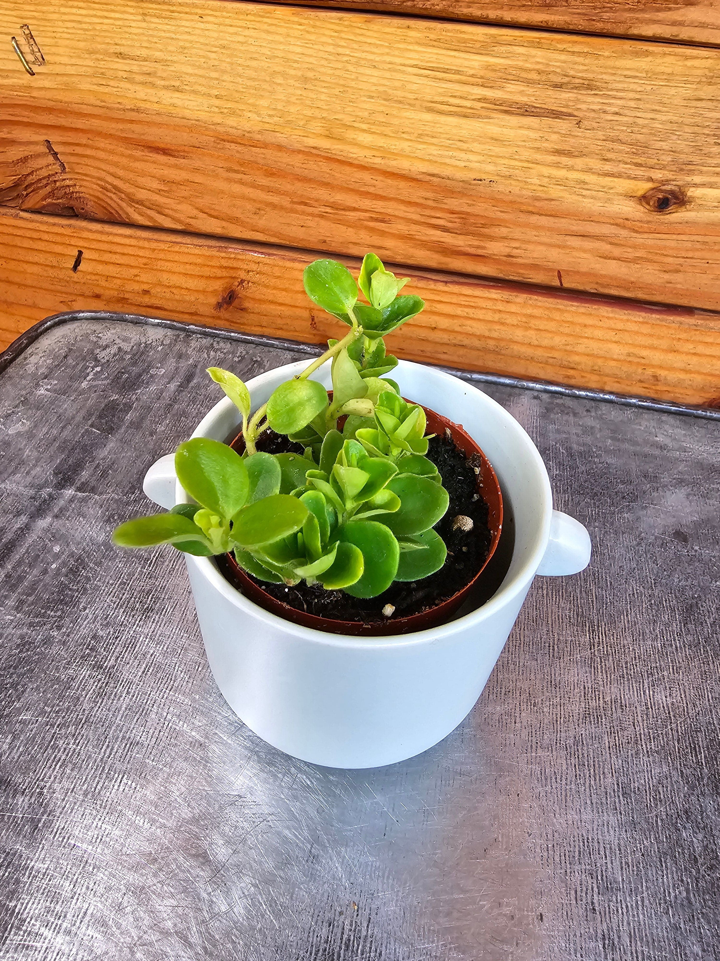 Peperomia Jitterbug, 2" Plant, The Plant Farm - Walmart.com