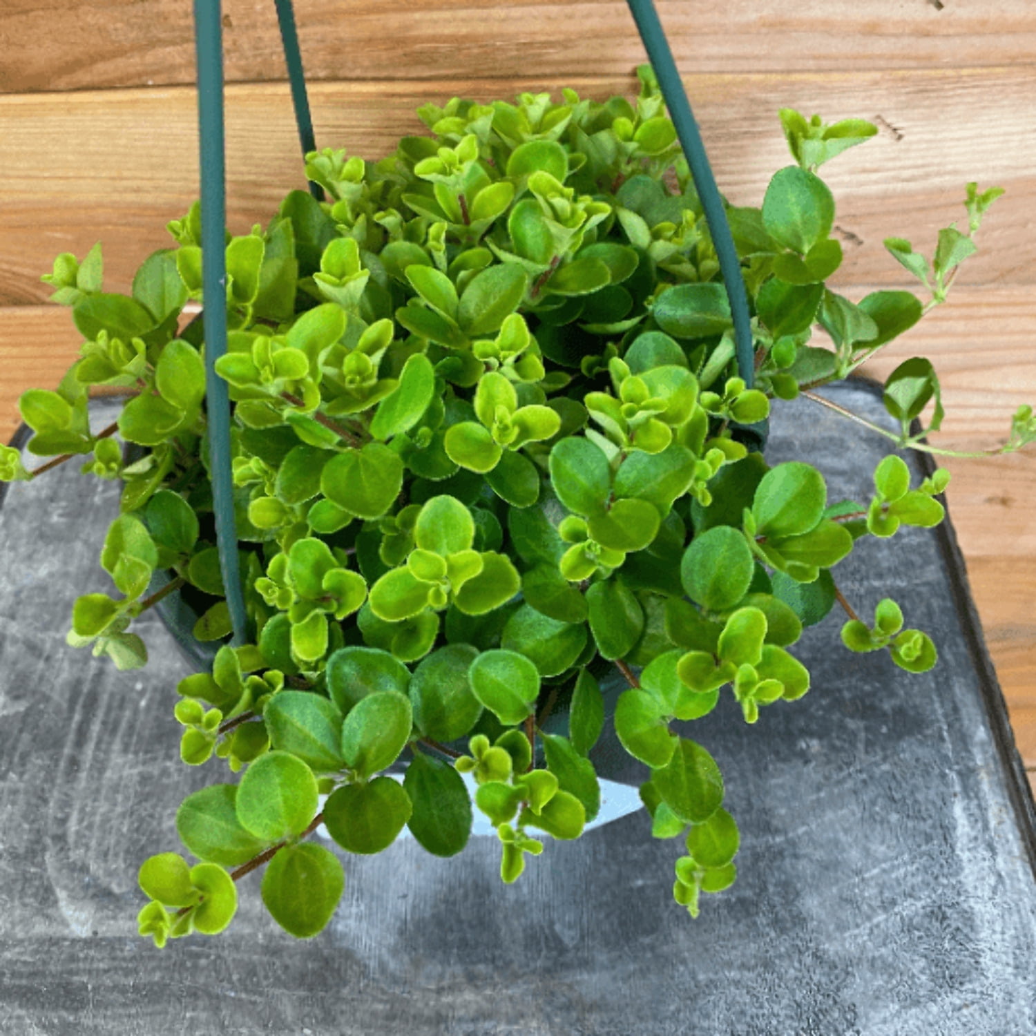 Peperomia Jitterbug, 6" Plant - Walmart.com