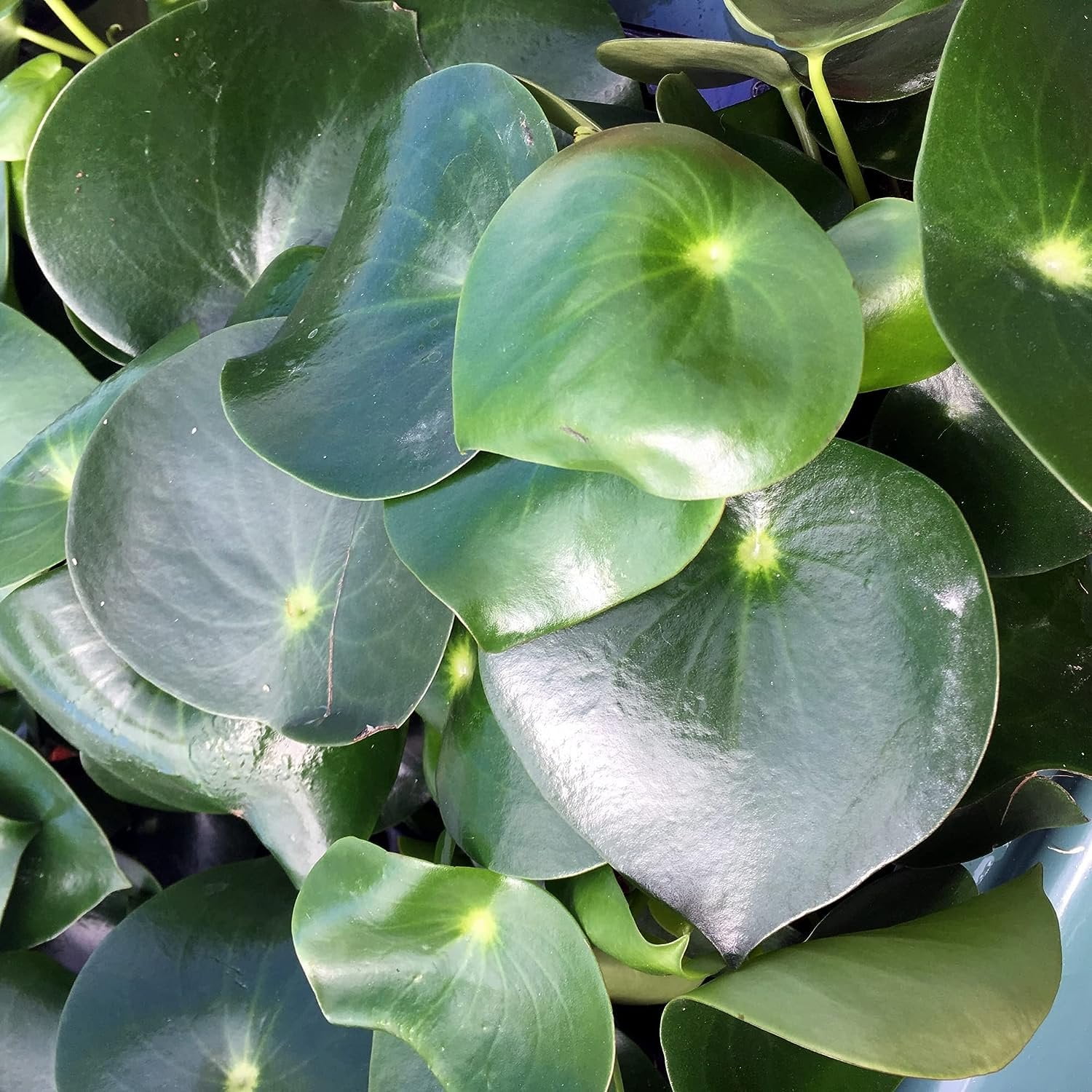 Peperomia Lime Green - Live Starter Plant in a 2 Inch Pot - Peperomia ...