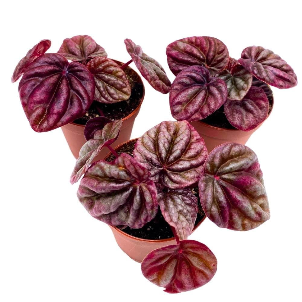 Peperomia Luna Red, 2 inch Set of 3, Red Emerald Ripple Pep Caperata ...