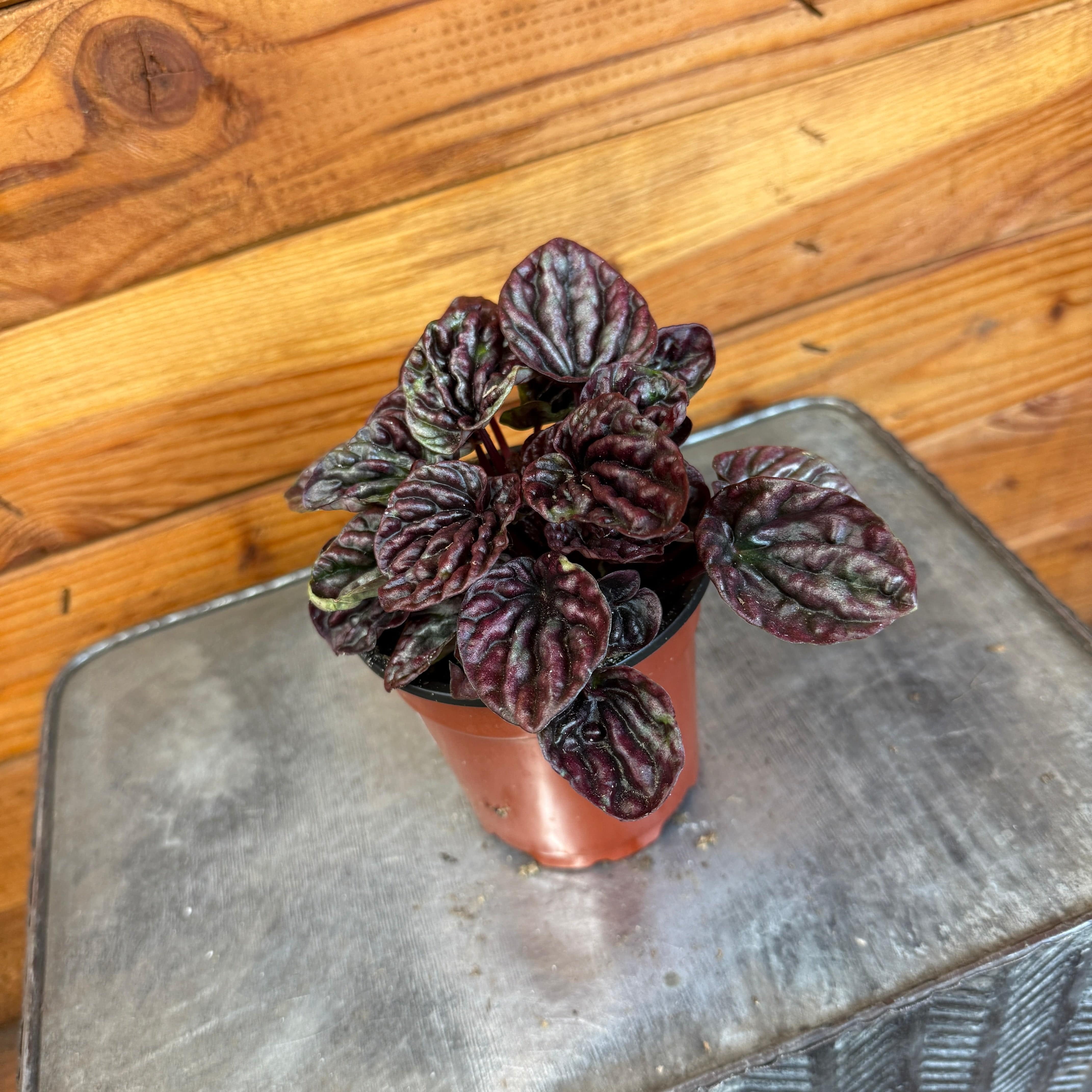 Peperomia Luna Red, 4" Plant, The Plant Farm - Walmart.com