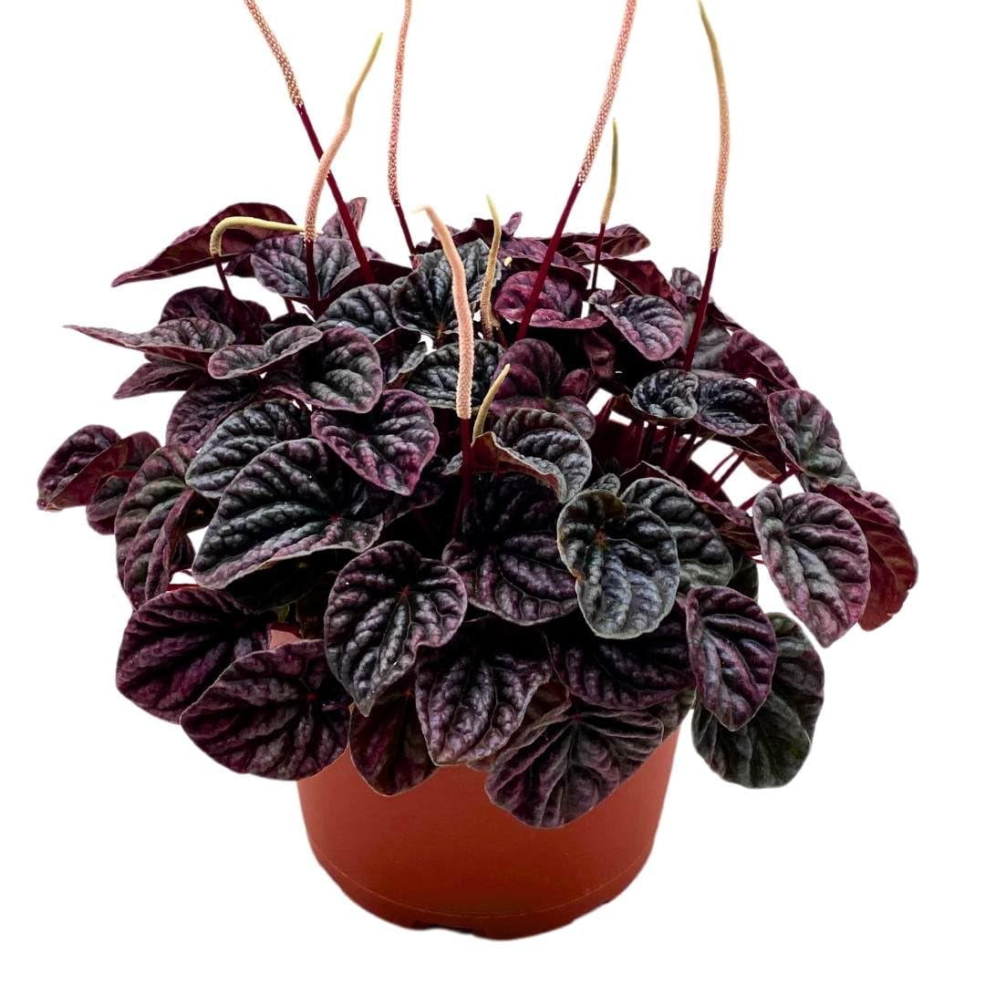 Peperomia Luna Red Ripple in a 6 inch Pot - Walmart.com