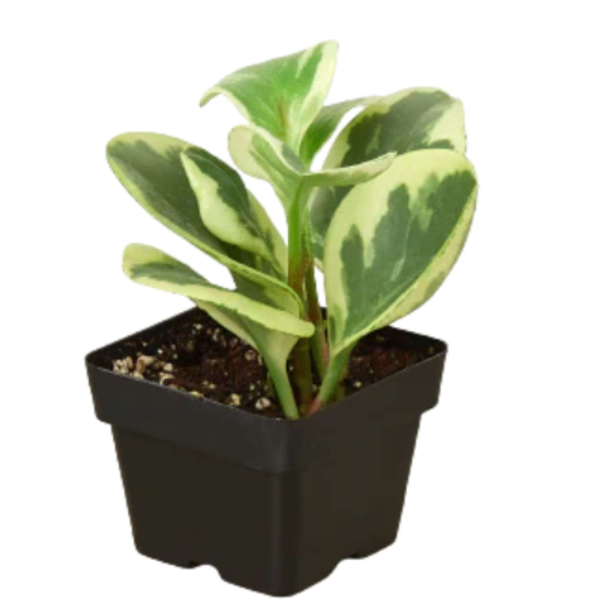 Peperomia Marble Live Plant for Indoor | Different Houseplants in 3 ...