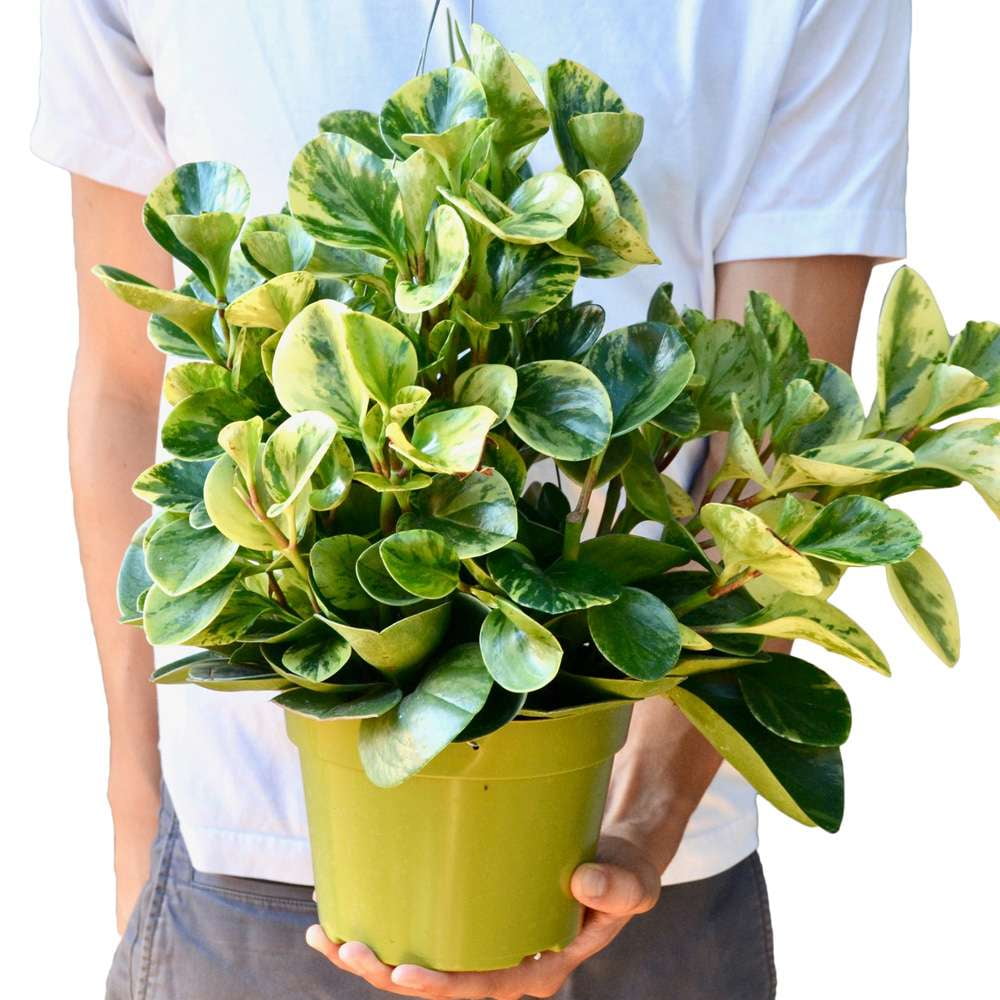Peperomia Marble Live Plant for Indoor | Different Houseplants in 4 ...