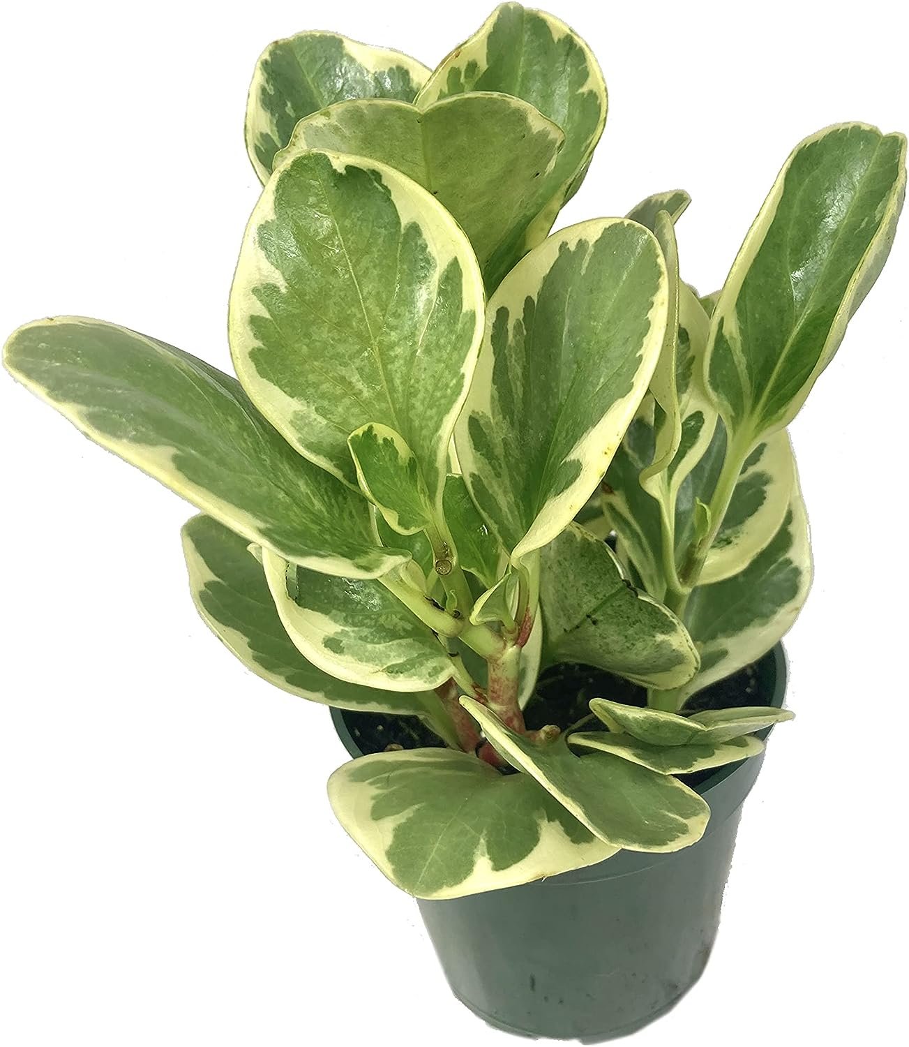 Variegated Peperomia obtusifolia, Marble Rubber Spoonleaf Plant ...
