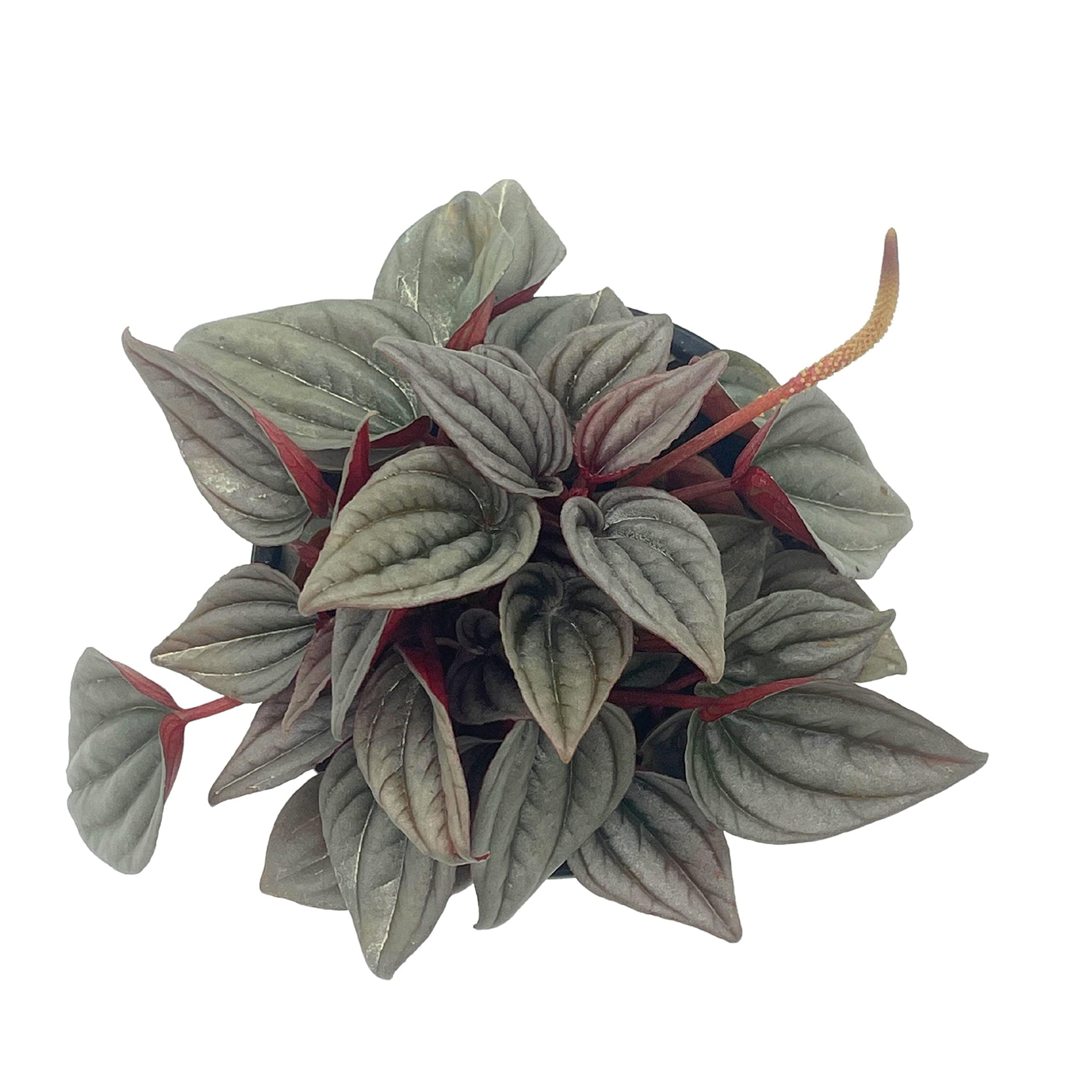 Peperomia Mendoza, 4 inch Rare Pep - Walmart.com